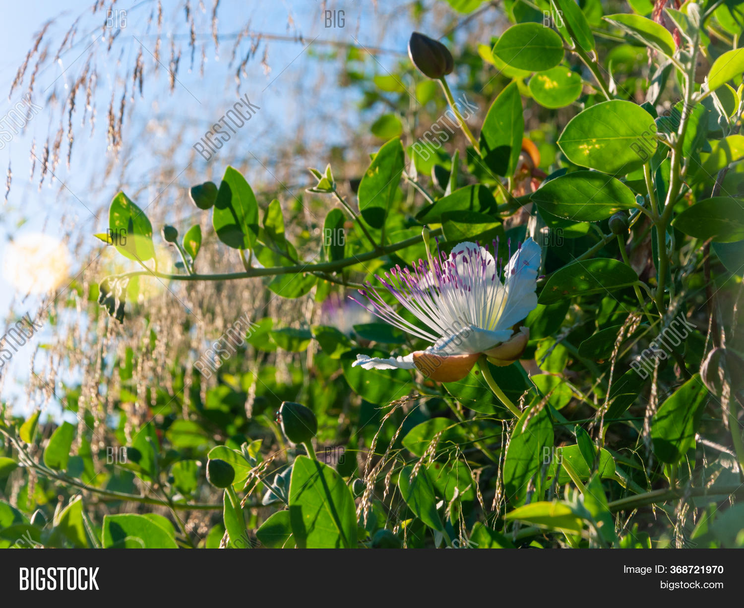 Wild Caper Plant Image & Photo (Free Trial) | Bigstock