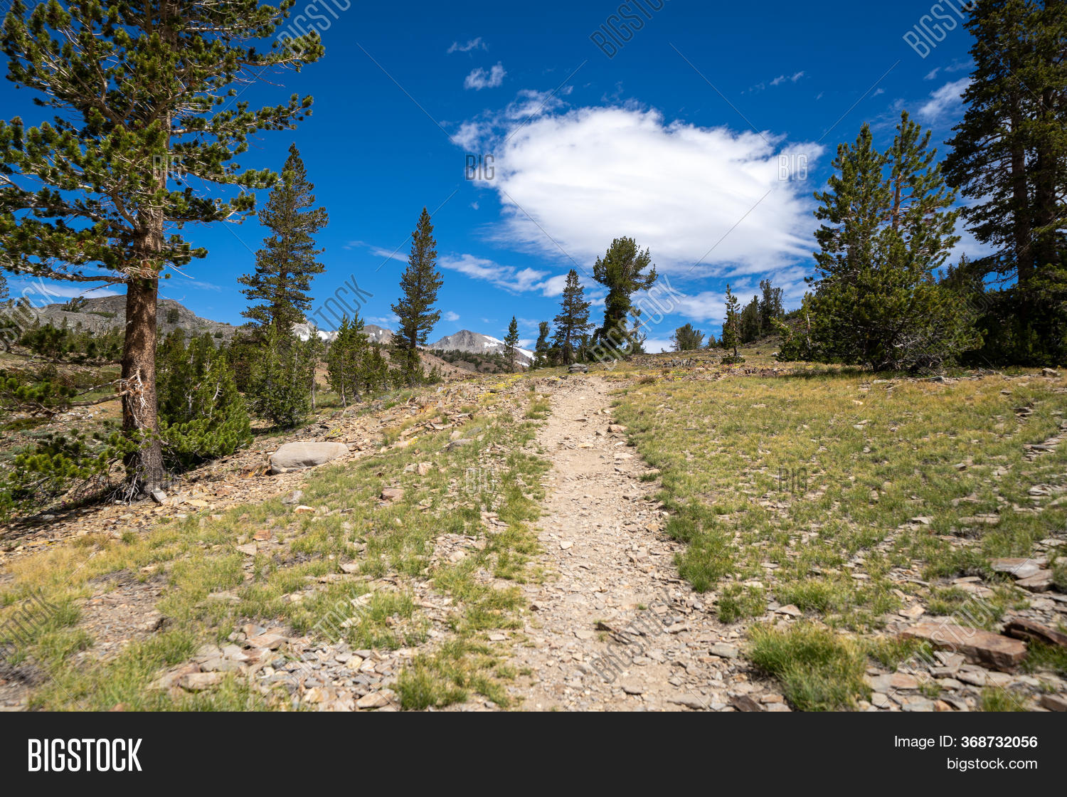 High Alpine Meadow Image & Photo (Free Trial) | Bigstock