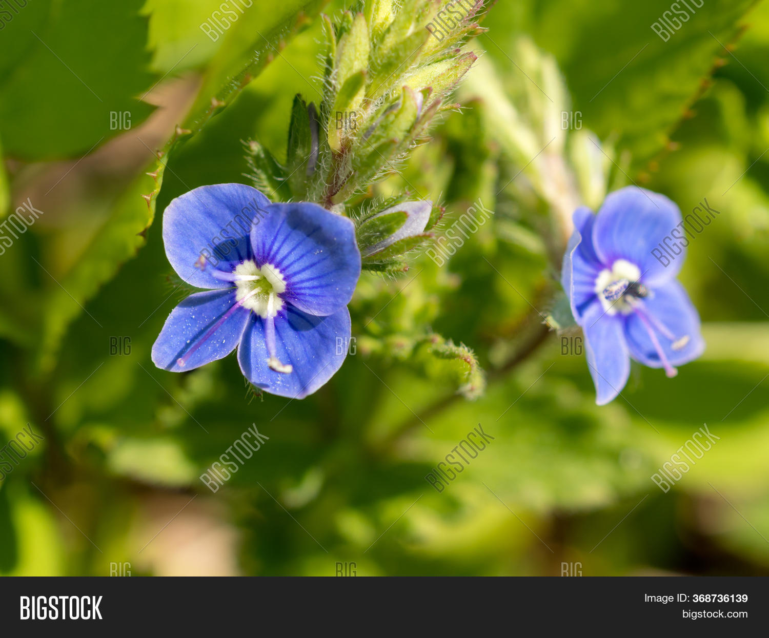 Speedwell Flowers Image & Photo (Free Trial) | Bigstock