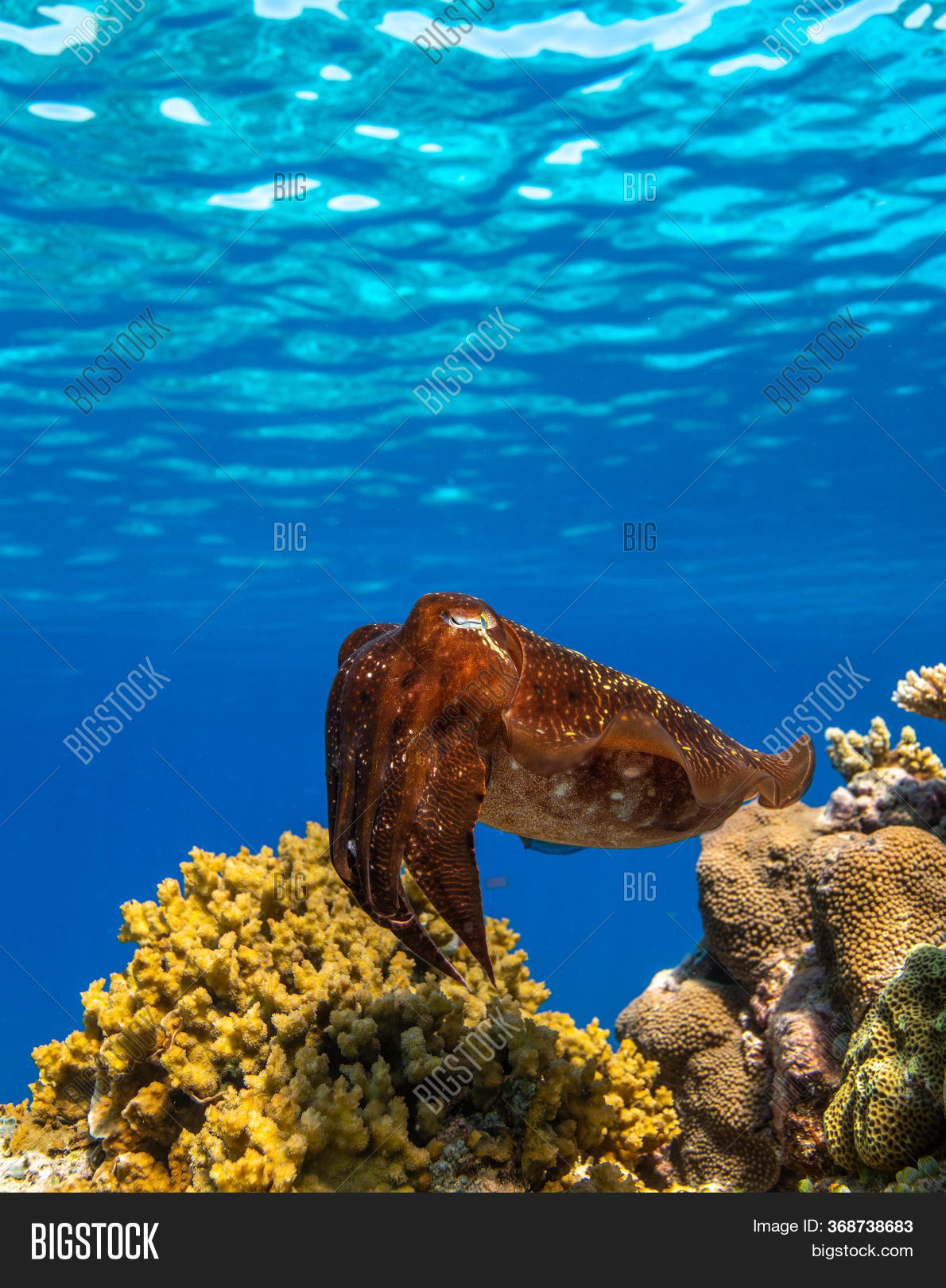 Cuttlefish On Colorful Image & Photo (Free Trial) | Bigstock