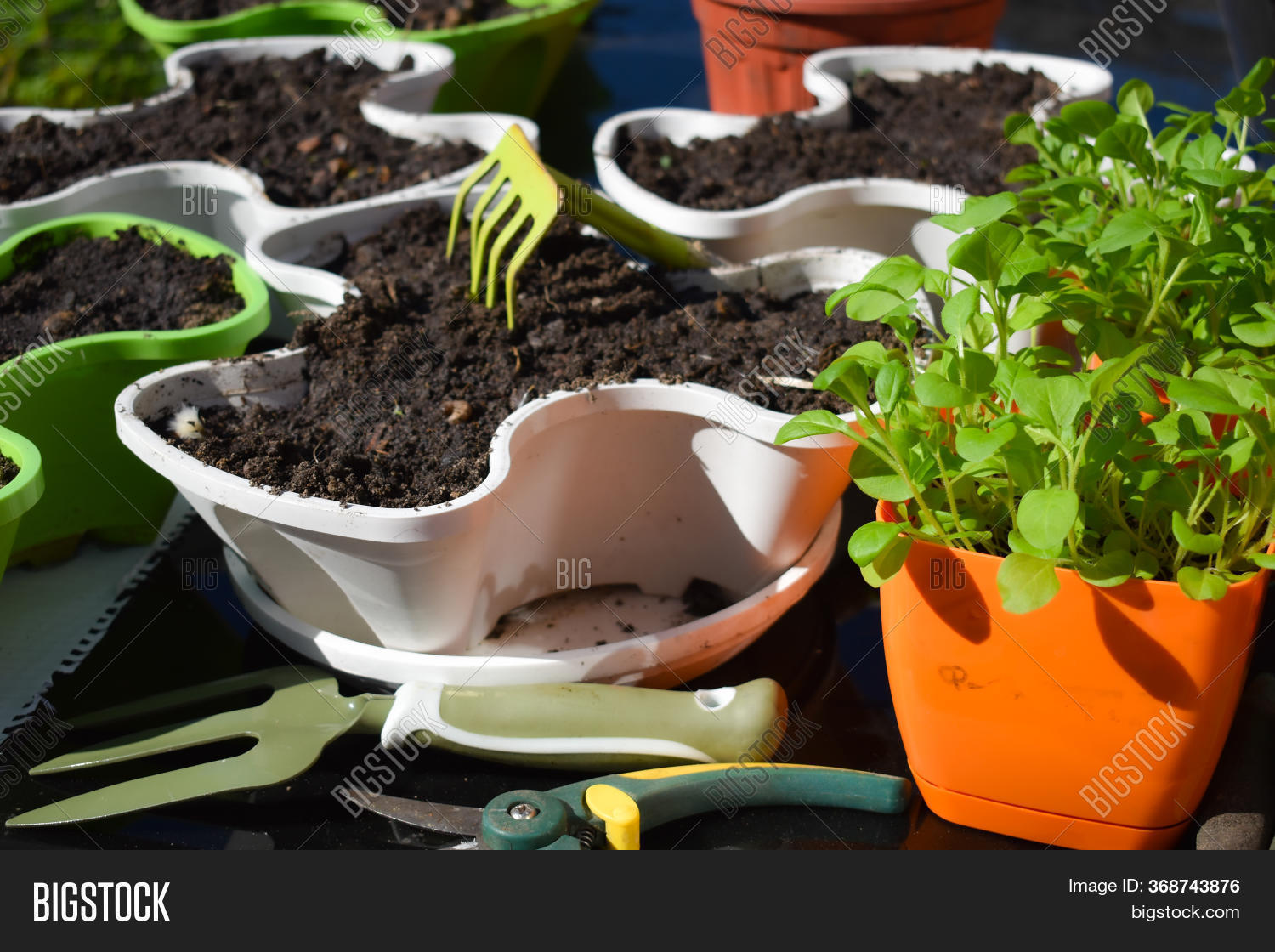 Flower Seedlings Pots Image & Photo (Free Trial) | Bigstock