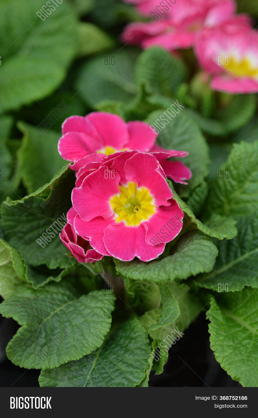 Pink English Primrose Image & Photo (Free Trial) | Bigstock