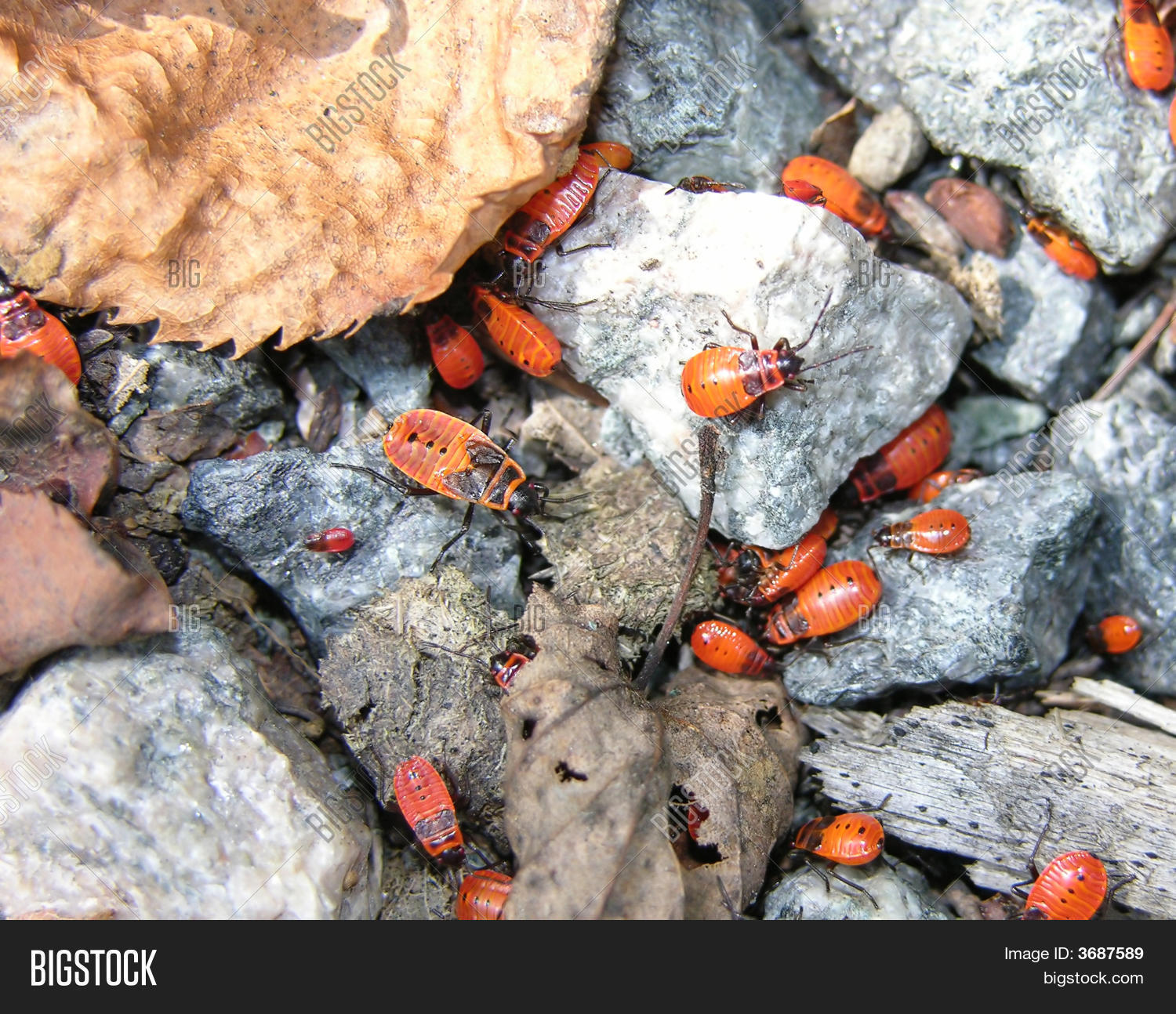 Many Nymph Red Fire Image & Photo (Free Trial) | Bigstock