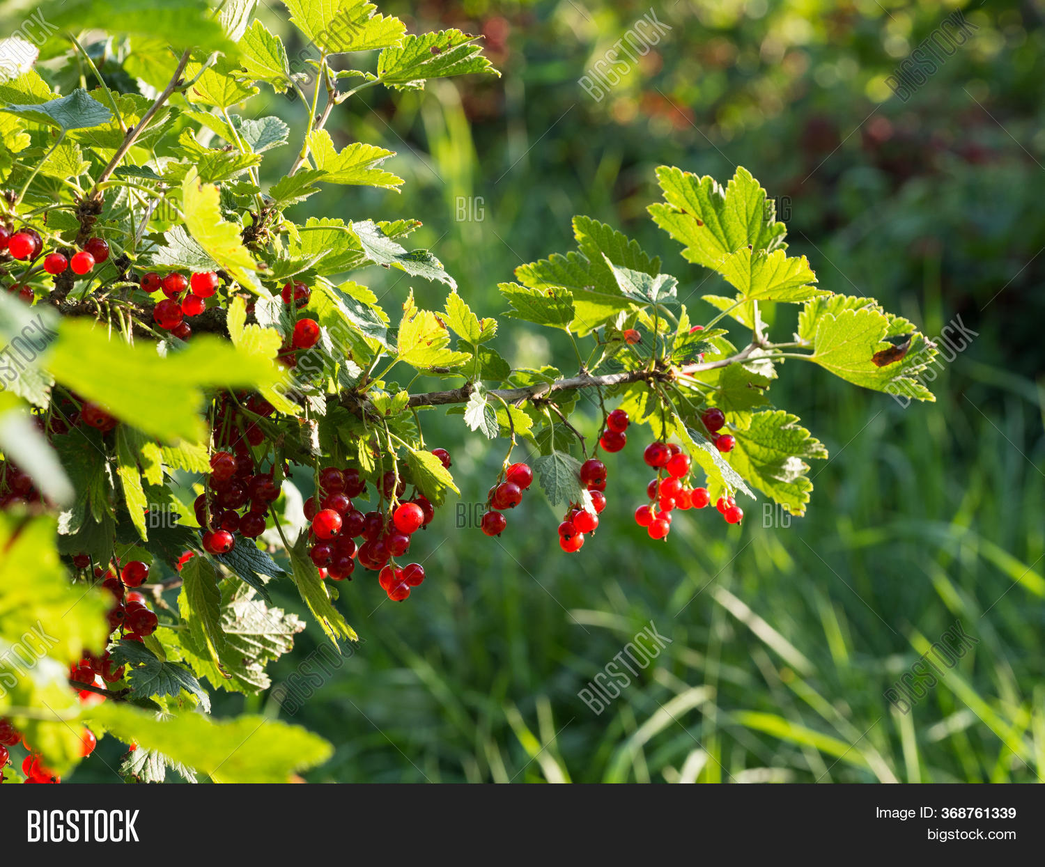Tasty Red Berries Red Image & Photo (Free Trial) | Bigstock