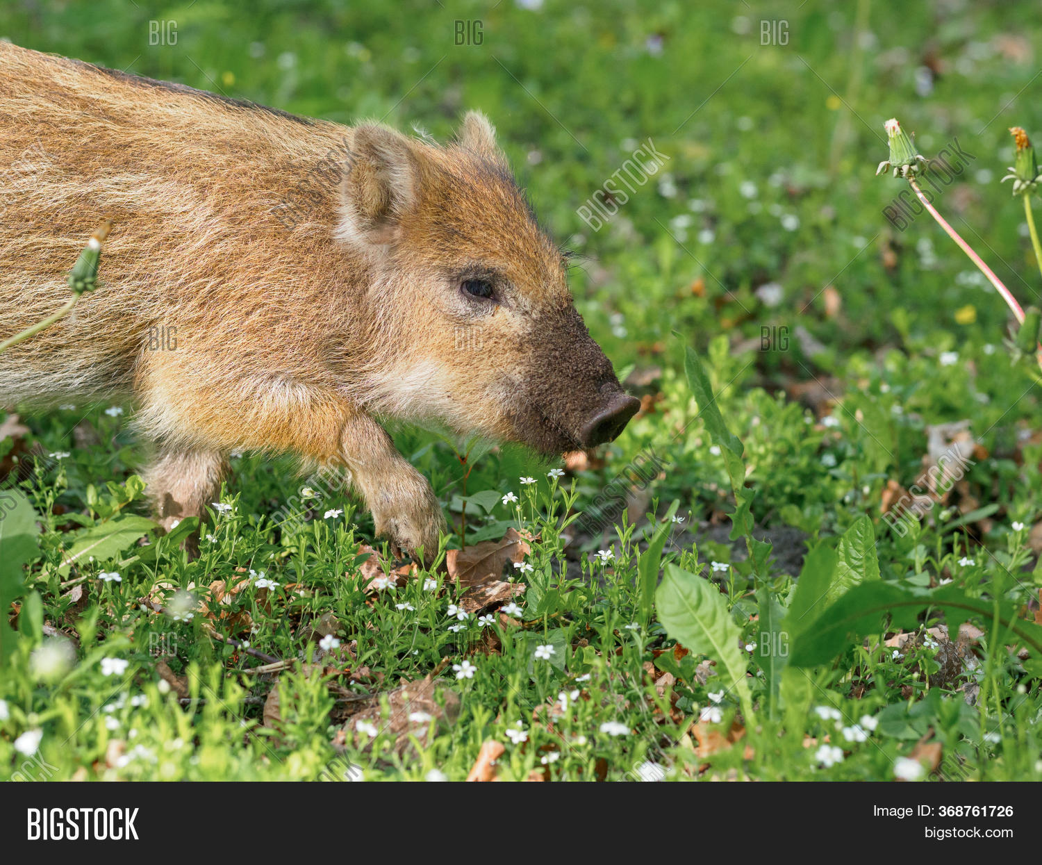 Little Wild Boar Grass Image & Photo (Free Trial) | Bigstock