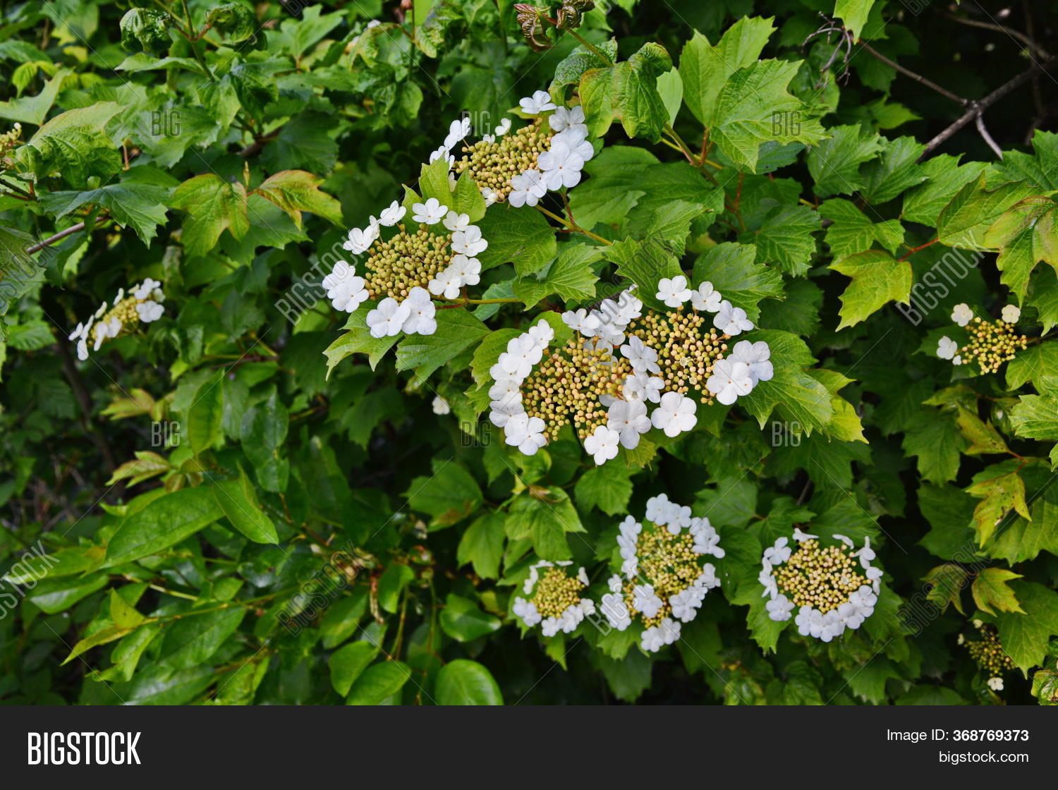 Viburnum Opulus, Image & Photo (Free Trial) | Bigstock