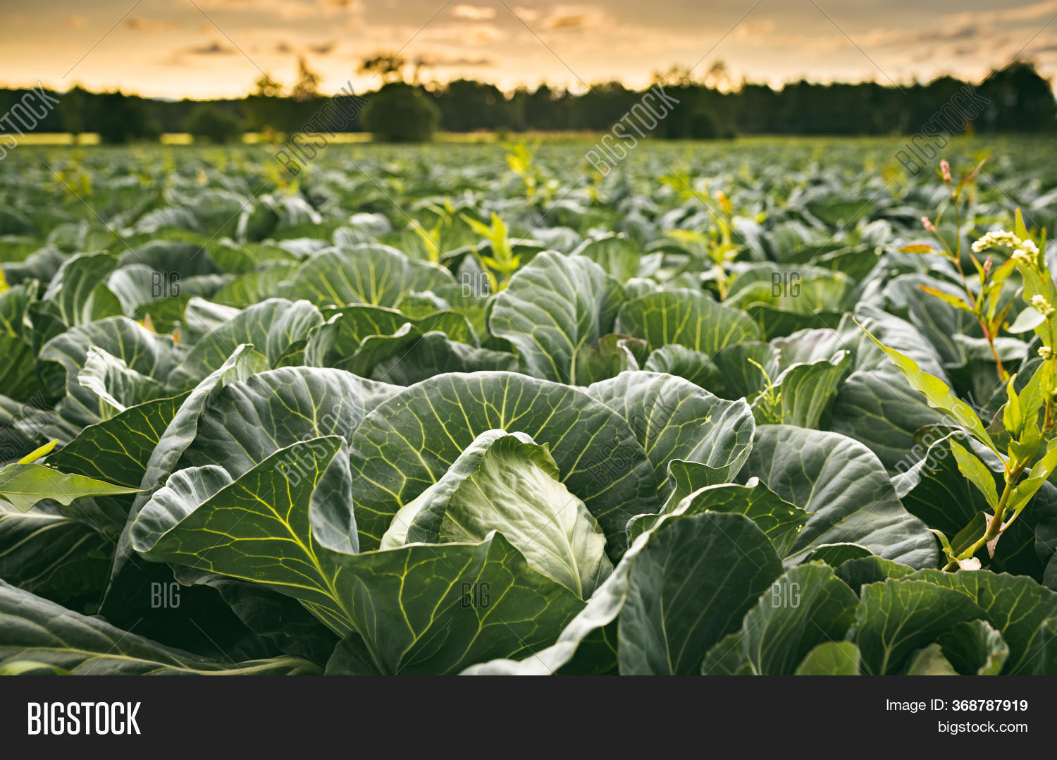 Cabbage Field Sunset Image & Photo (Free Trial) | Bigstock