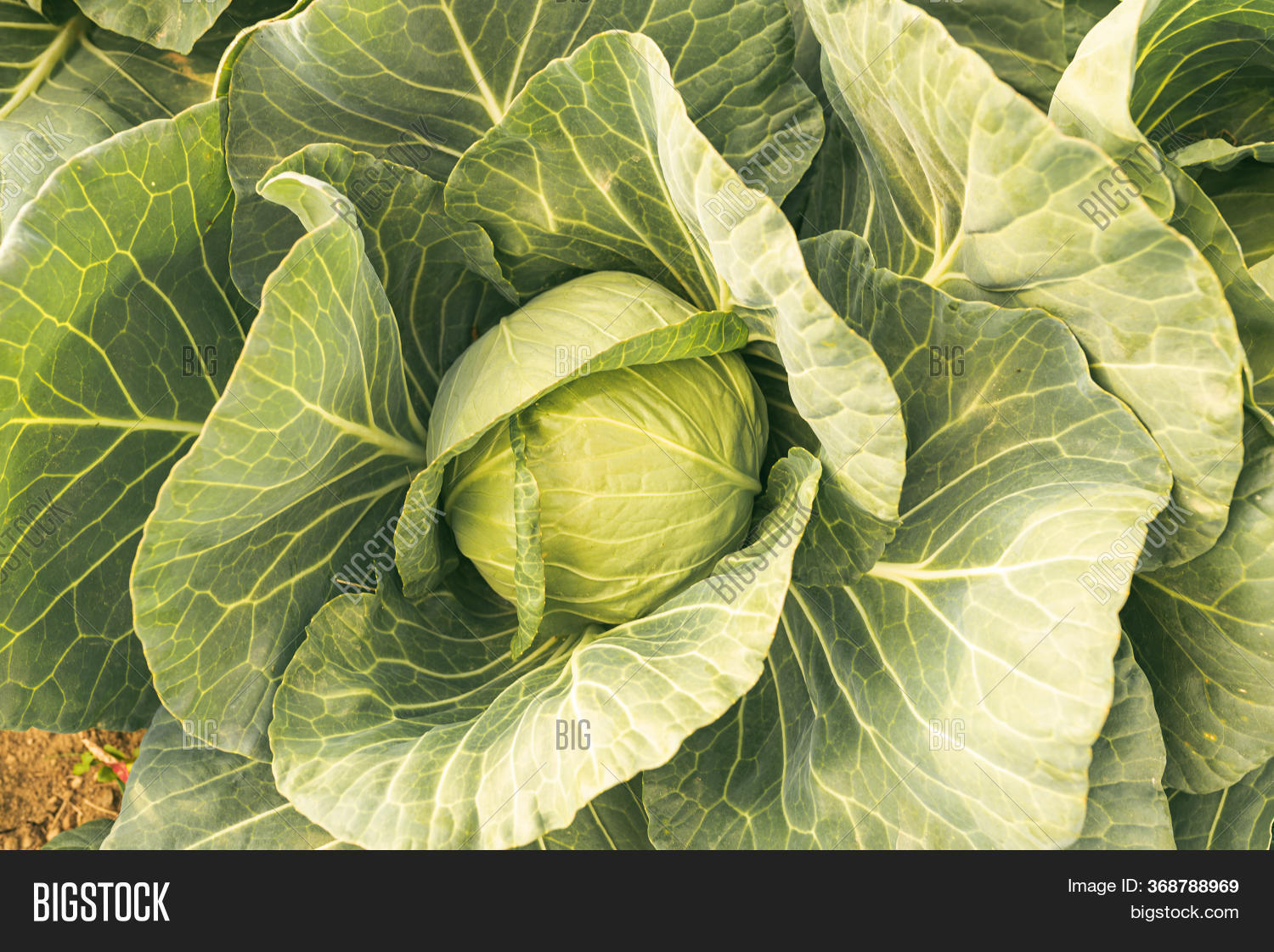 Cabbage Field Sunset Image & Photo (Free Trial) | Bigstock