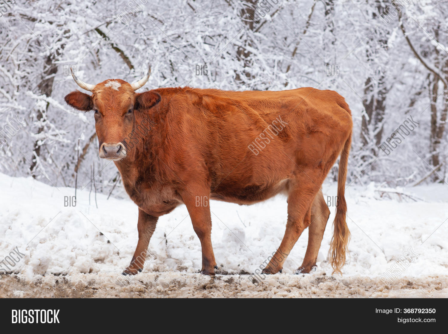 Brown Cow Snow. Cow Image & Photo (Free Trial) | Bigstock