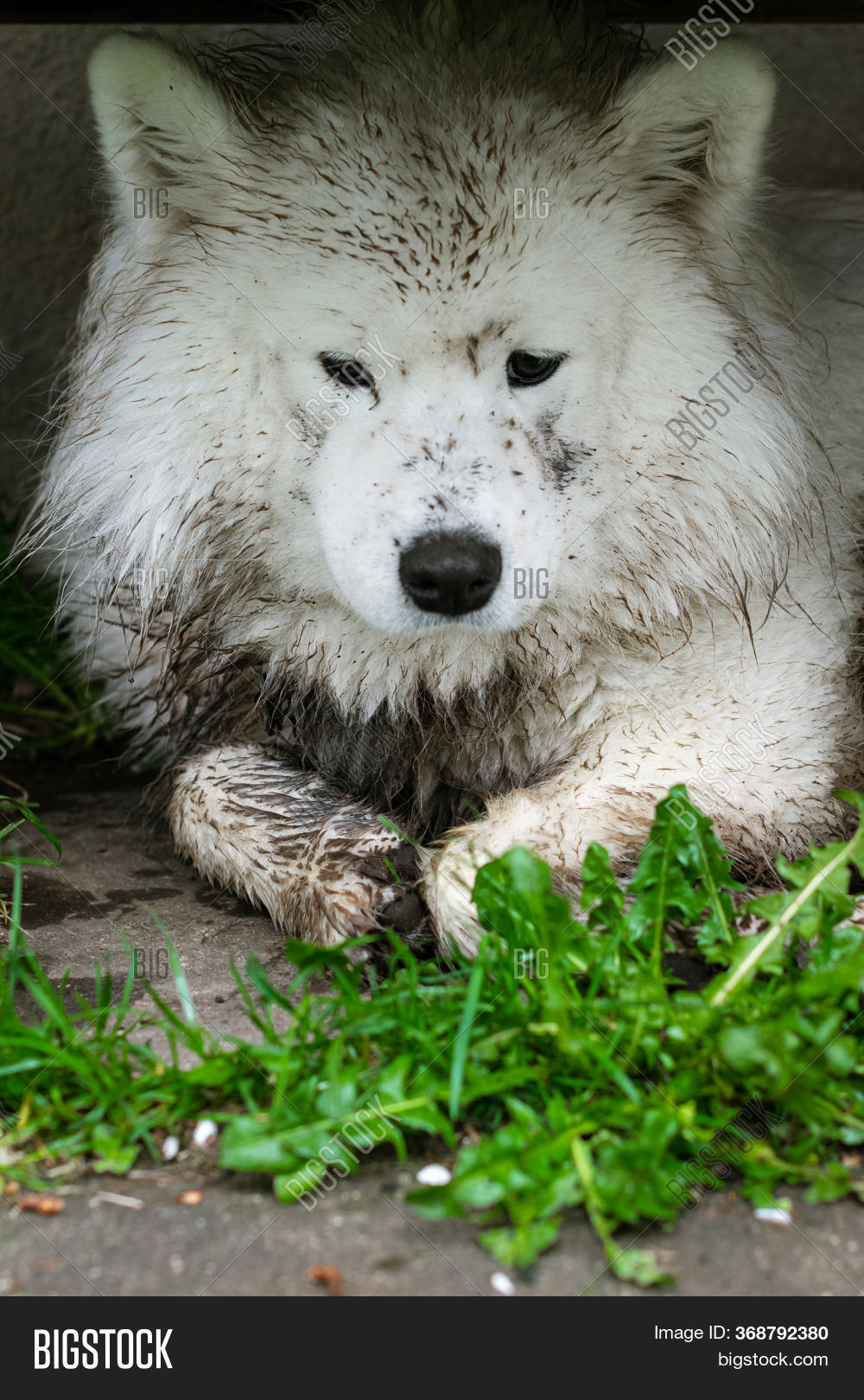 Dirty Samoyed Dog Image & Photo (Free Trial) | Bigstock