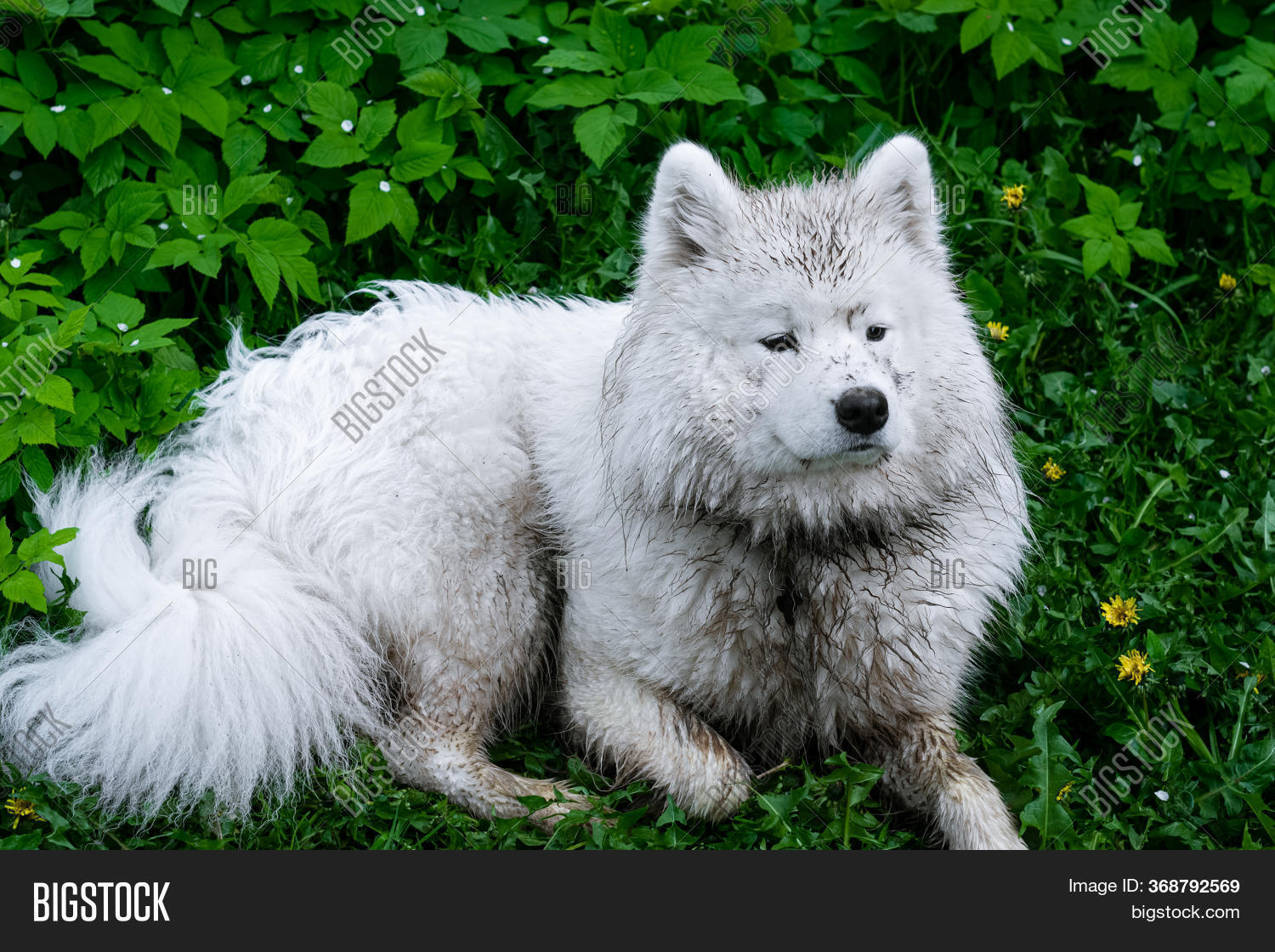 Dirty Samoyed Dog Image & Photo (Free Trial) | Bigstock
