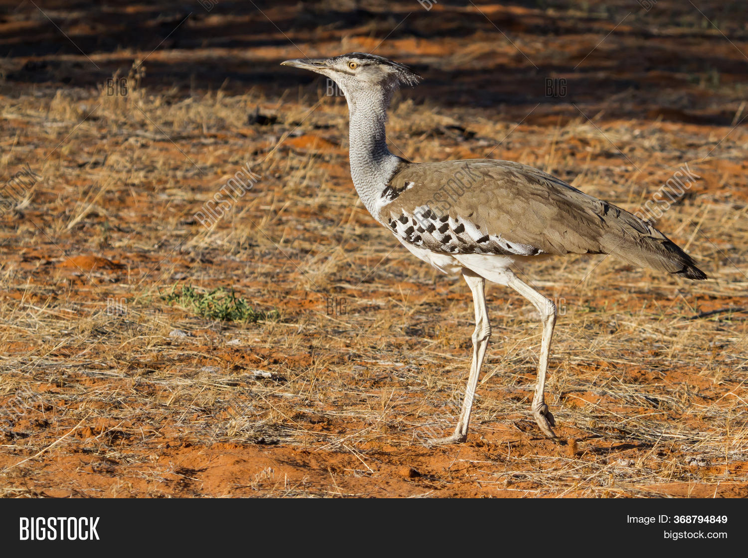 Kori Bustard (ardeotis Image & Photo (Free Trial) | Bigstock