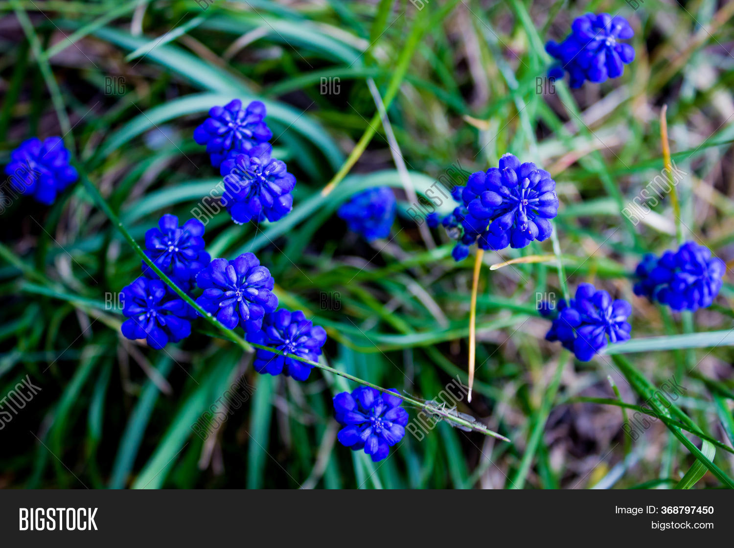 Spring Blue Wild Image & Photo (Free Trial) | Bigstock