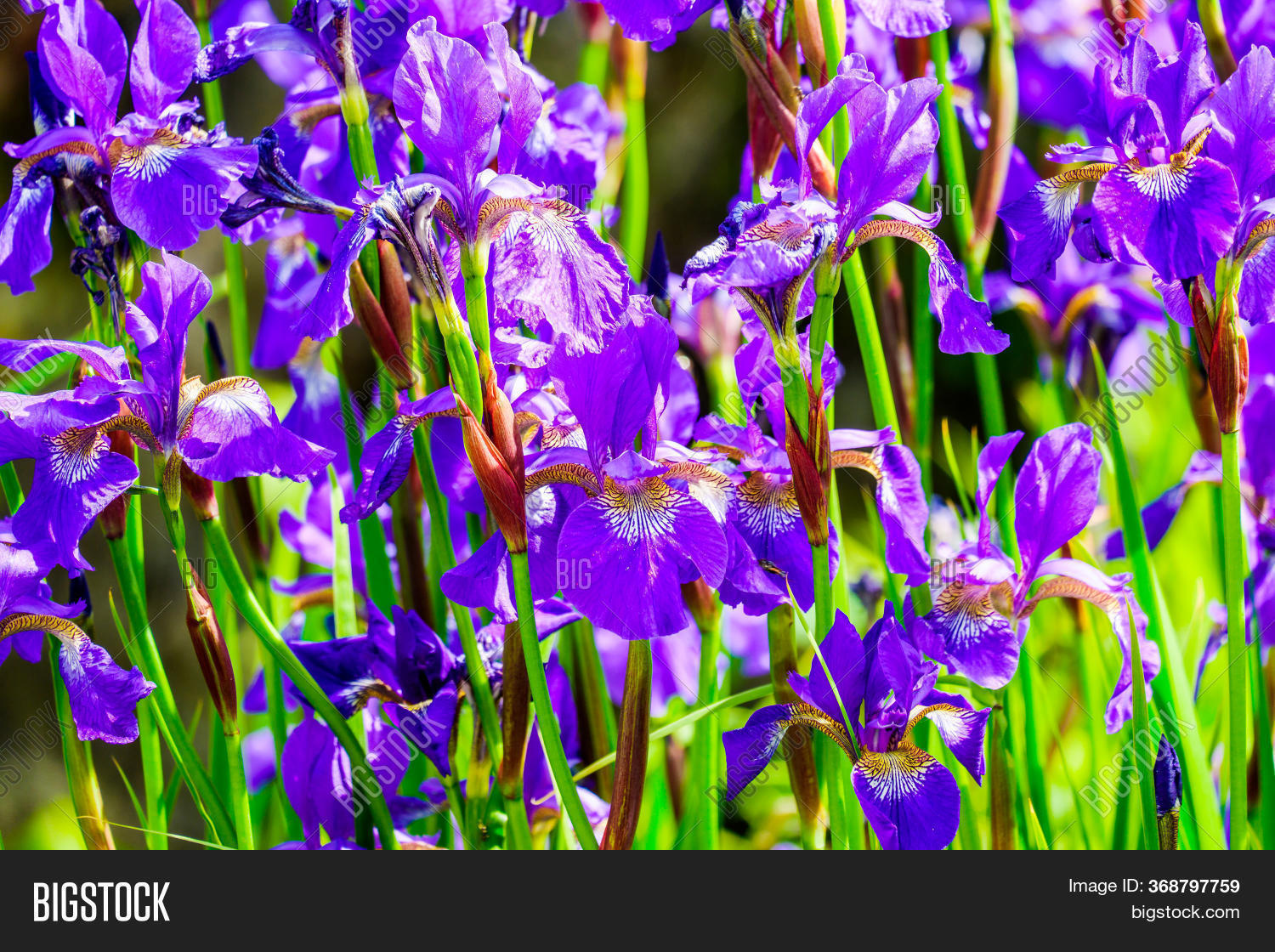 Iris Flower Close Image & Photo (Free Trial) | Bigstock