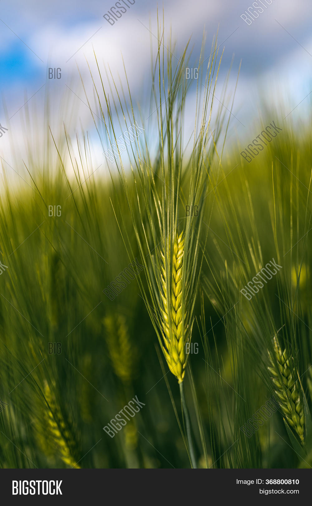 Green Wheat On Field Image & Photo (Free Trial) | Bigstock