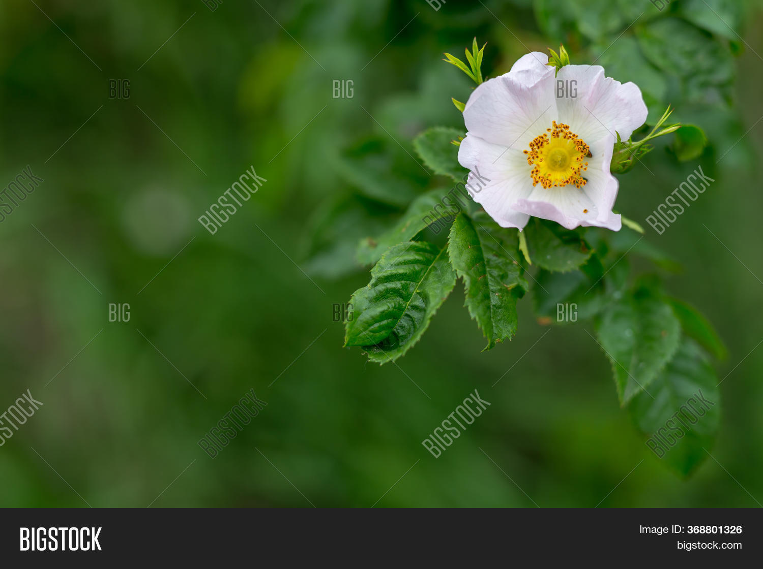 Wild Rose Bush Image & Photo (Free Trial) | Bigstock