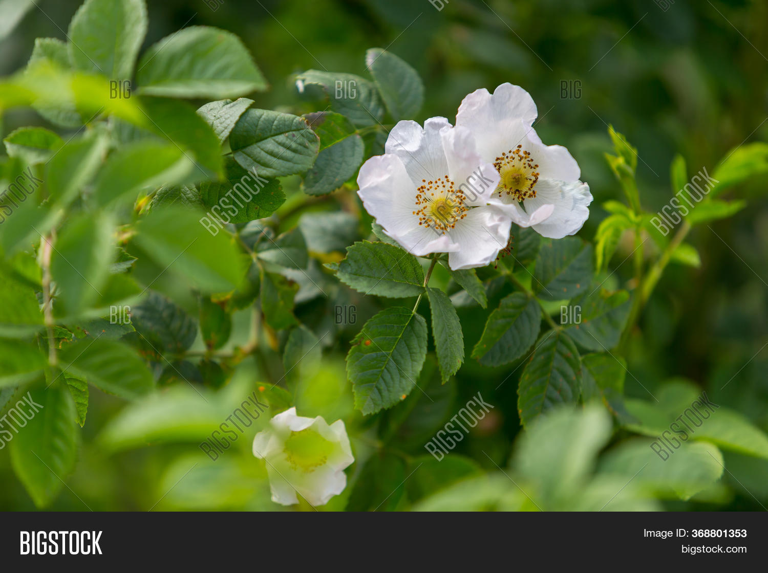 Wild Rose Bush Image & Photo (Free Trial) | Bigstock