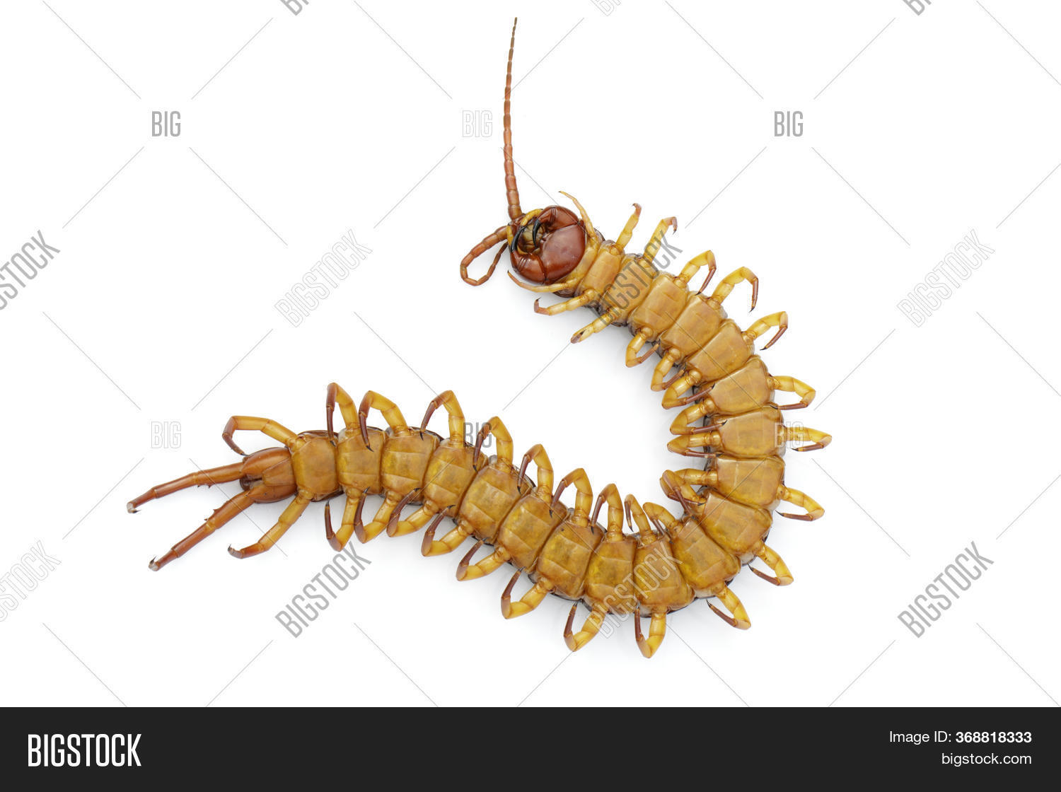 Image Dead Centipedes Image & Photo (Free Trial) | Bigstock