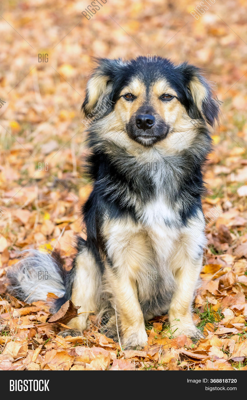 Small Shaggy Dog Sits Image & Photo (Free Trial) | Bigstock