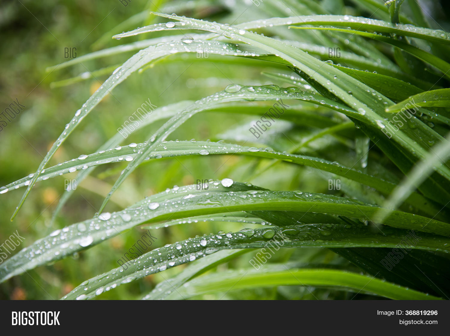Leaves Juicy Grass Image & Photo (Free Trial) | Bigstock
