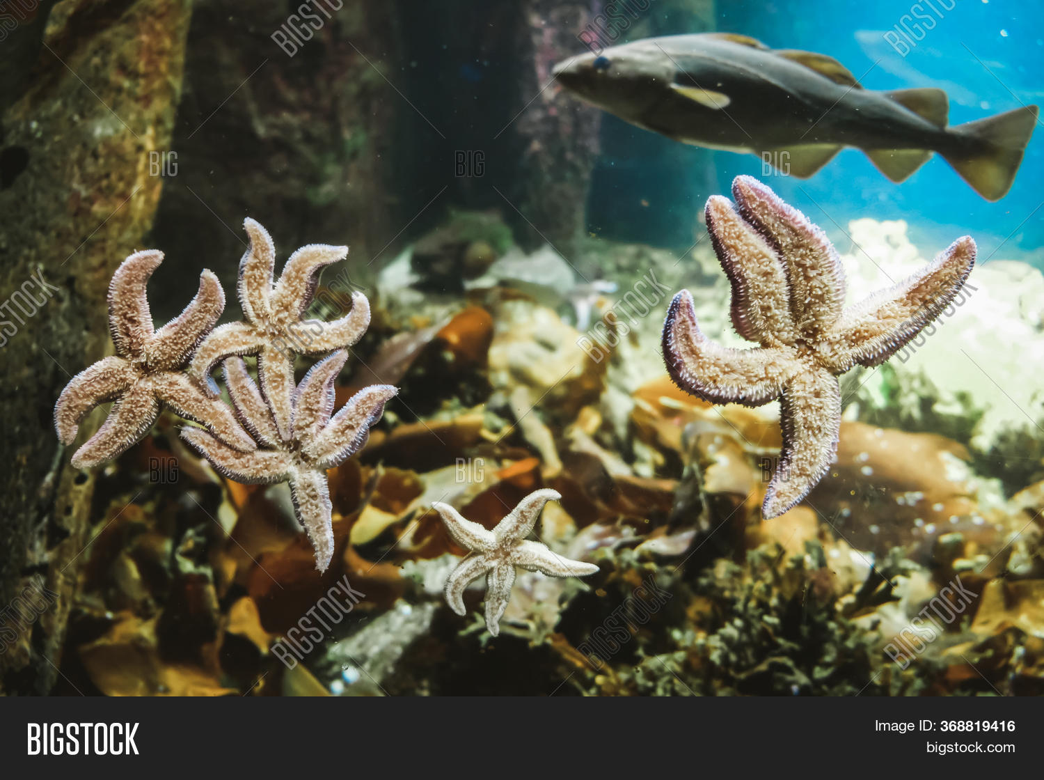 Starfish Species Five Image & Photo (Free Trial) | Bigstock