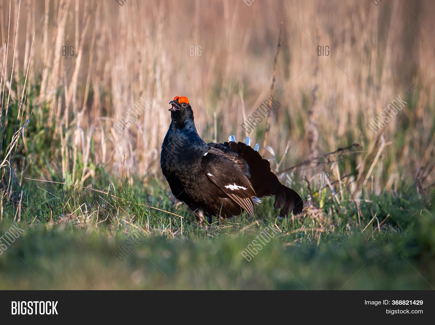 Black Grouse Spring Image & Photo (Free Trial) | Bigstock
