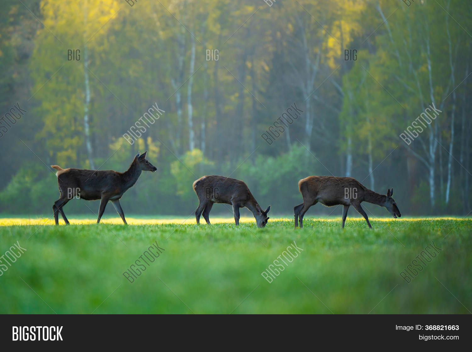 Three Deer On Field Image & Photo (Free Trial) | Bigstock