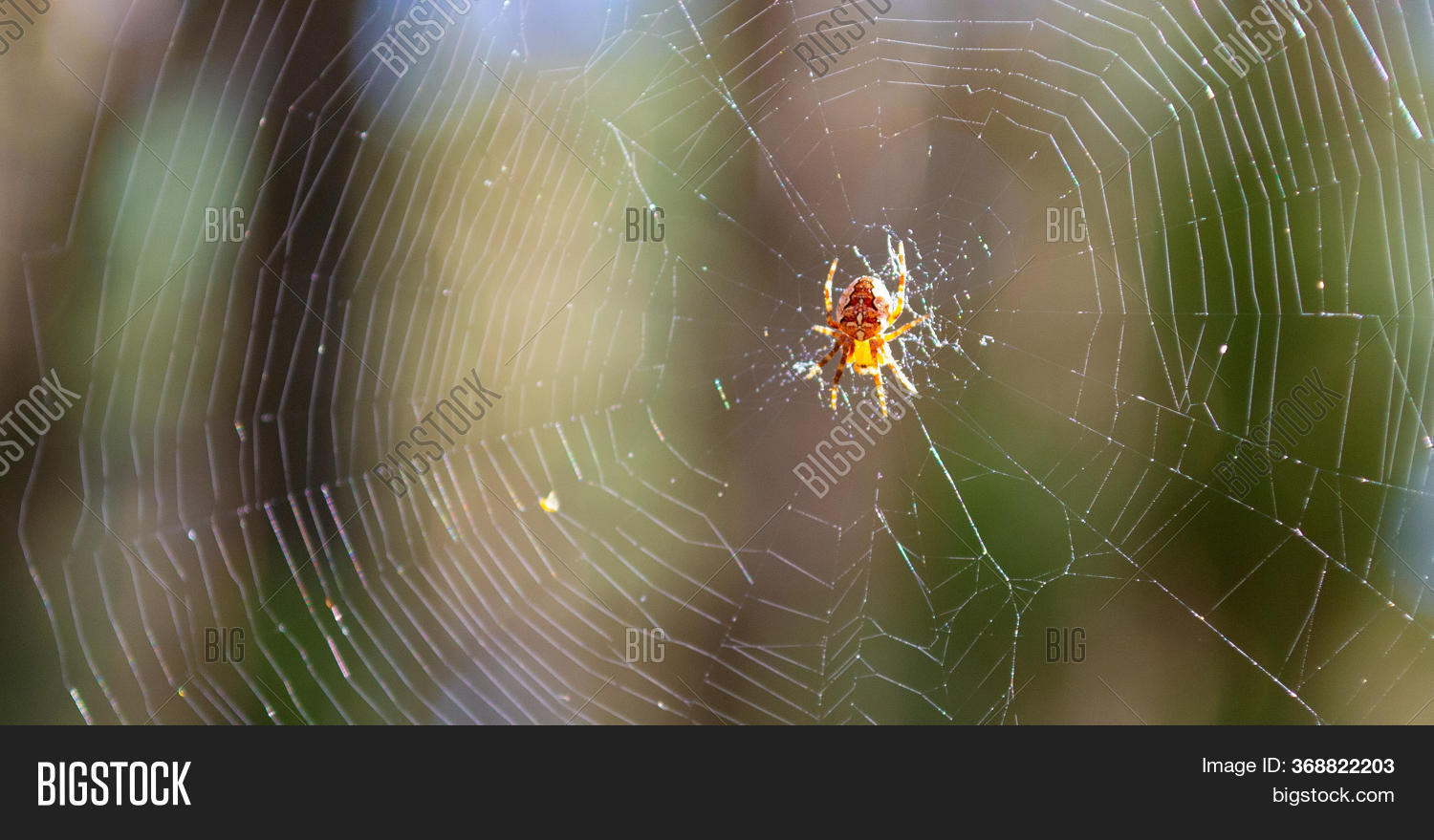 Spider Web Spring Image & Photo (Free Trial) | Bigstock