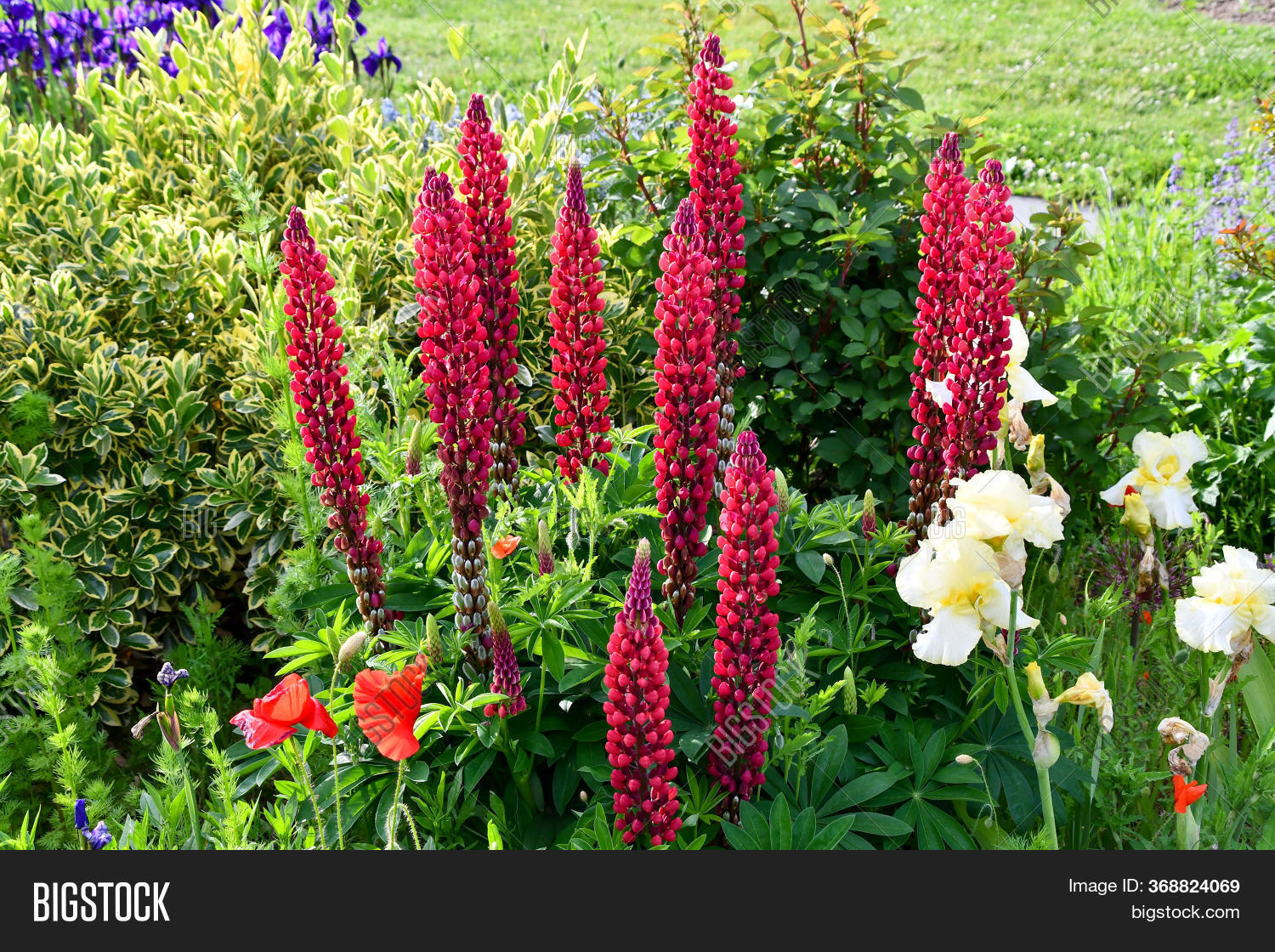 Pink Lupinus Flowers Image & Photo (Free Trial) | Bigstock