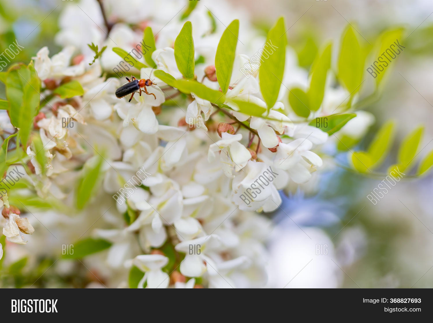 Acacia Bloom, Acacia Image & Photo (Free Trial) | Bigstock