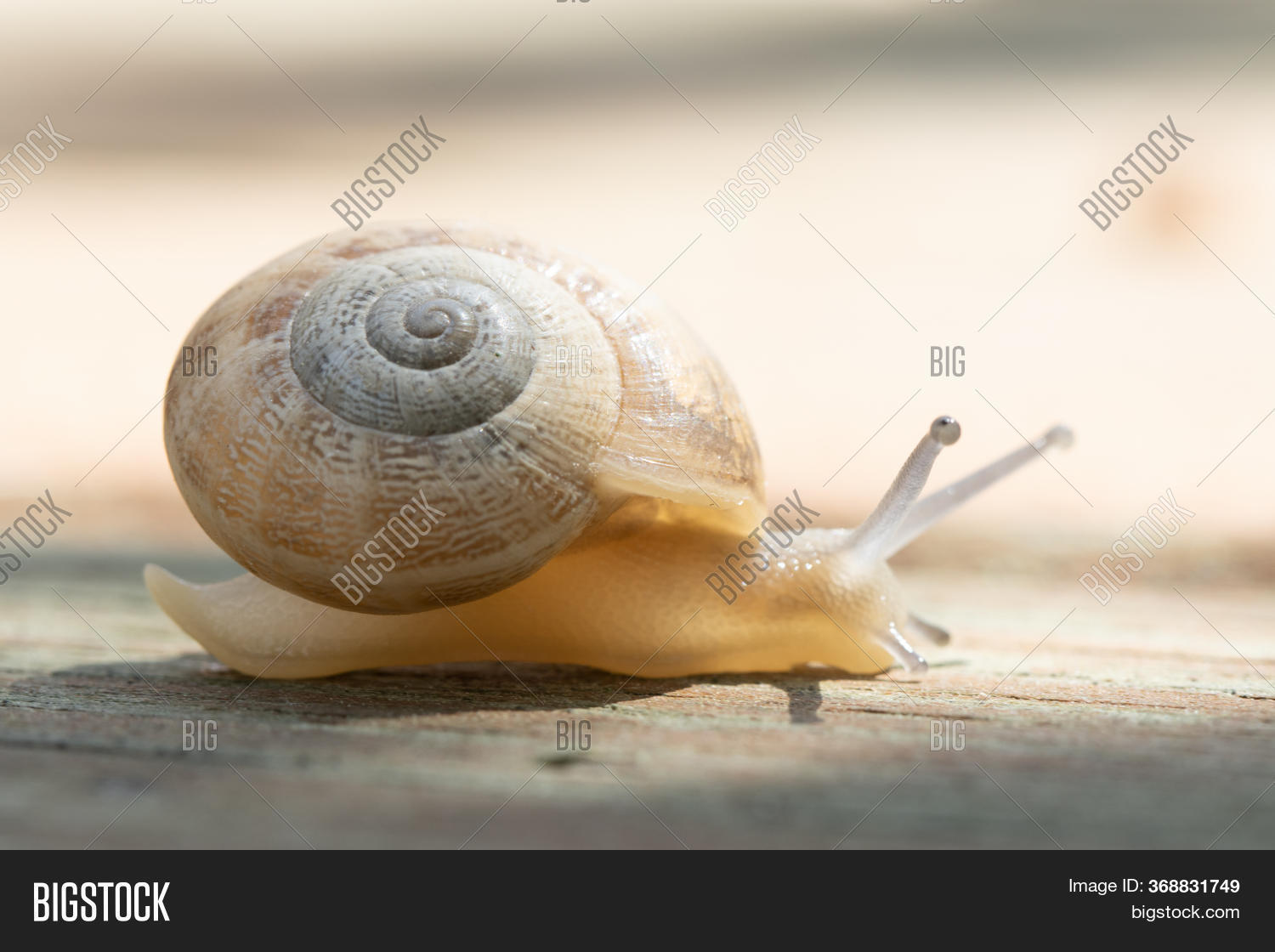 Brown Garden Snail On Image & Photo (Free Trial) | Bigstock