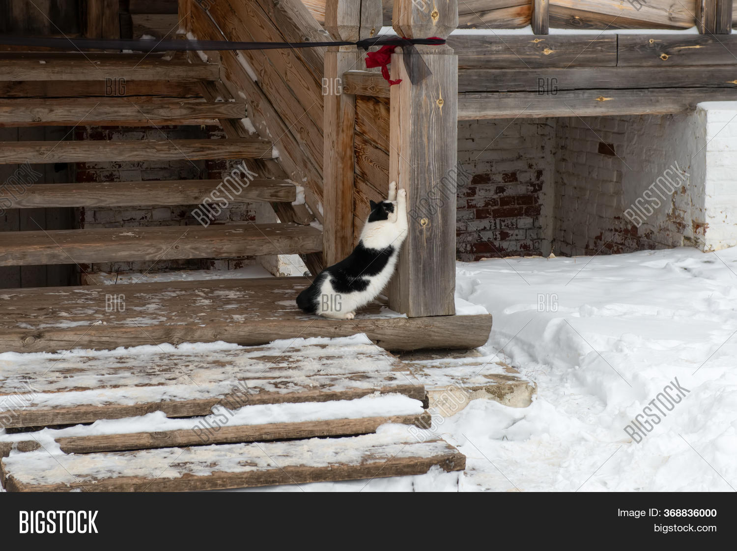 Cat Sharpens Claws On Image & Photo (Free Trial) | Bigstock