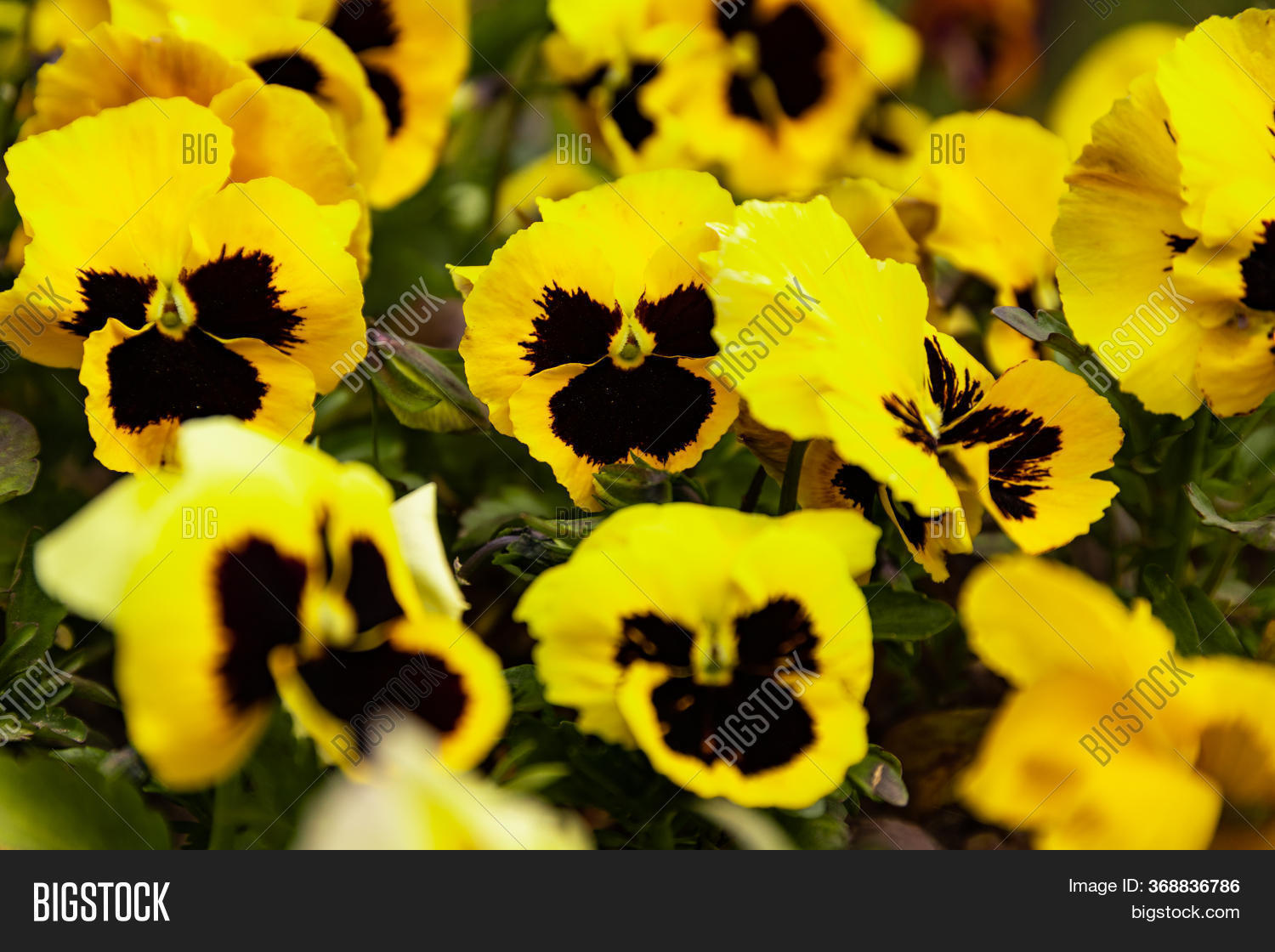 Pansy Plant Garden, Image & Photo (Free Trial) | Bigstock