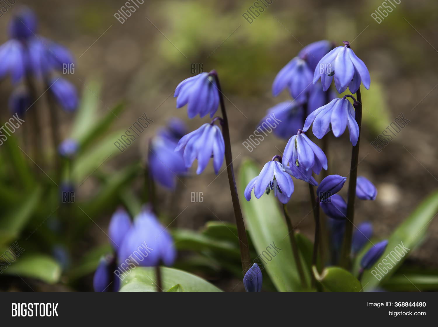 Blue Flower Blue Image & Photo (Free Trial) | Bigstock