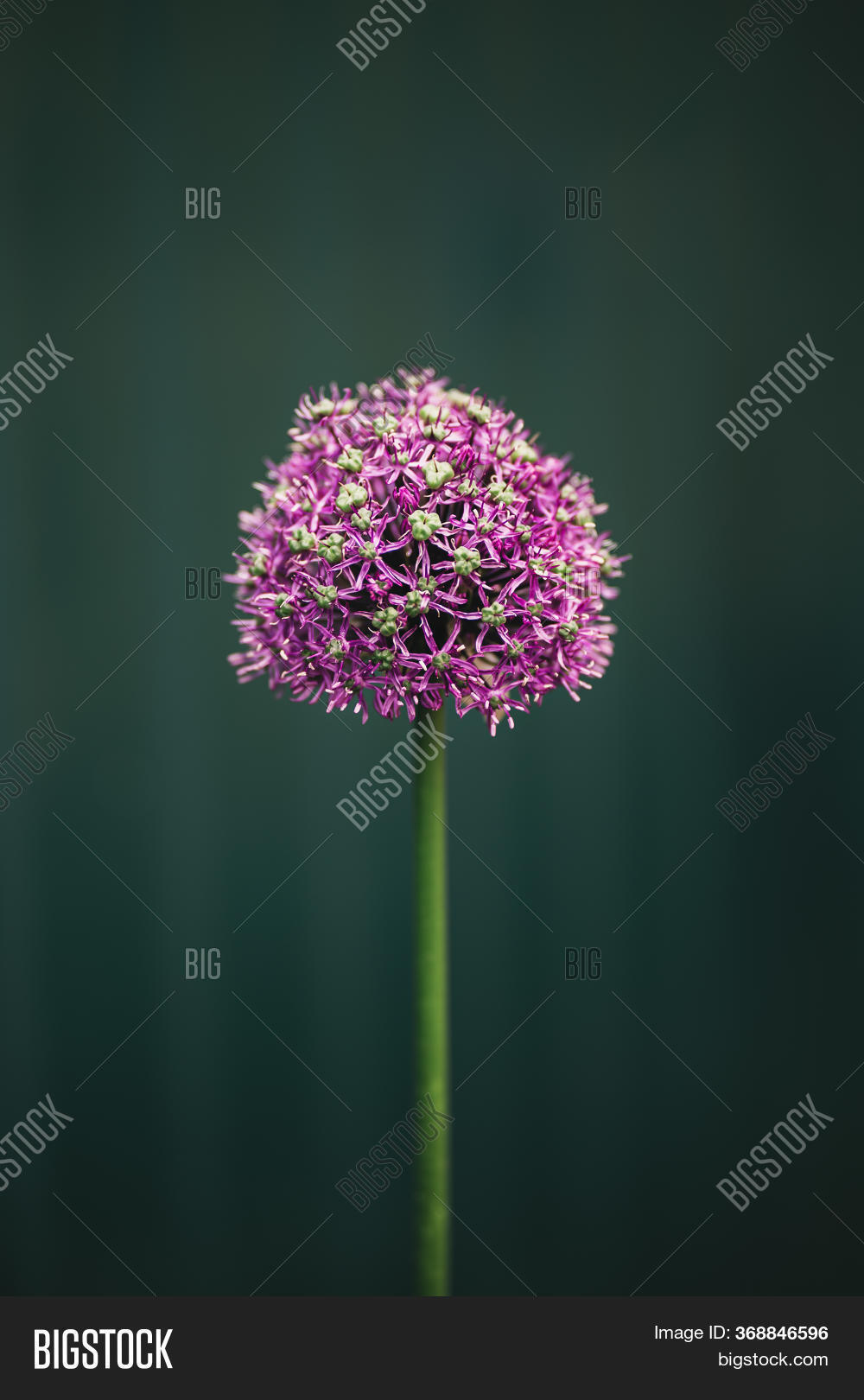 Amazing Fluffy Flower Image & Photo (Free Trial) | Bigstock