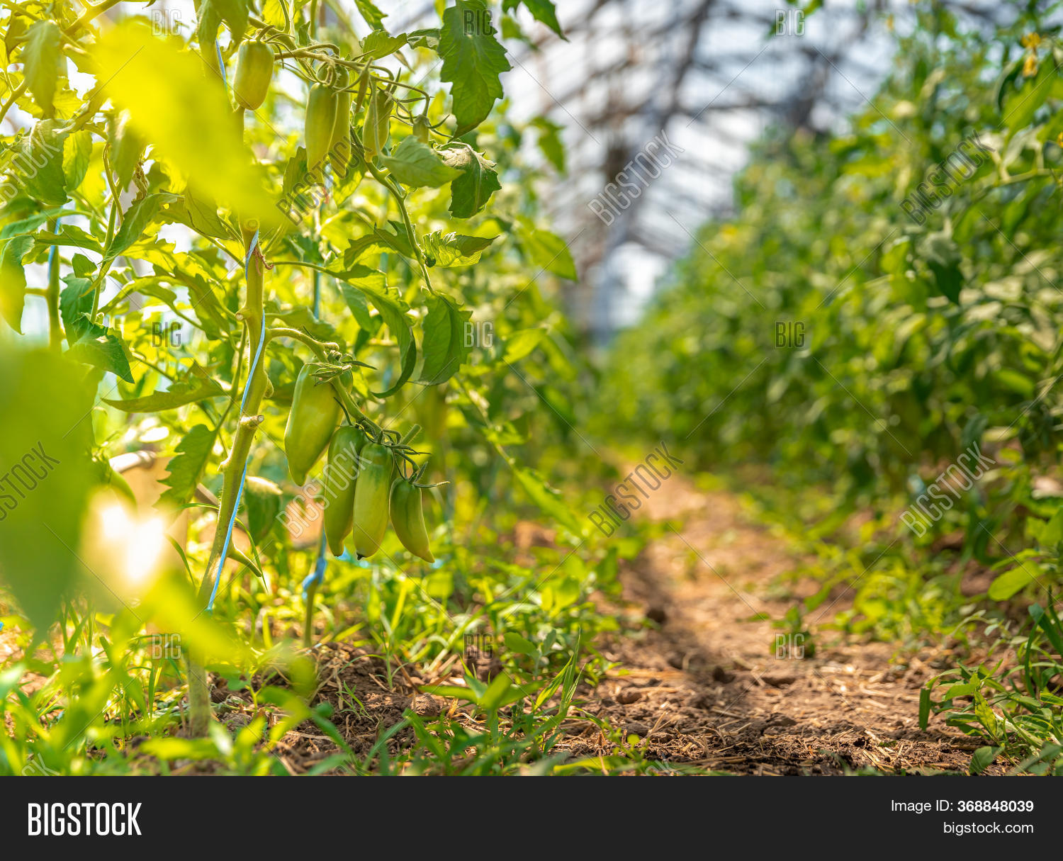 Ripening Sun Peppers Image & Photo (Free Trial) | Bigstock