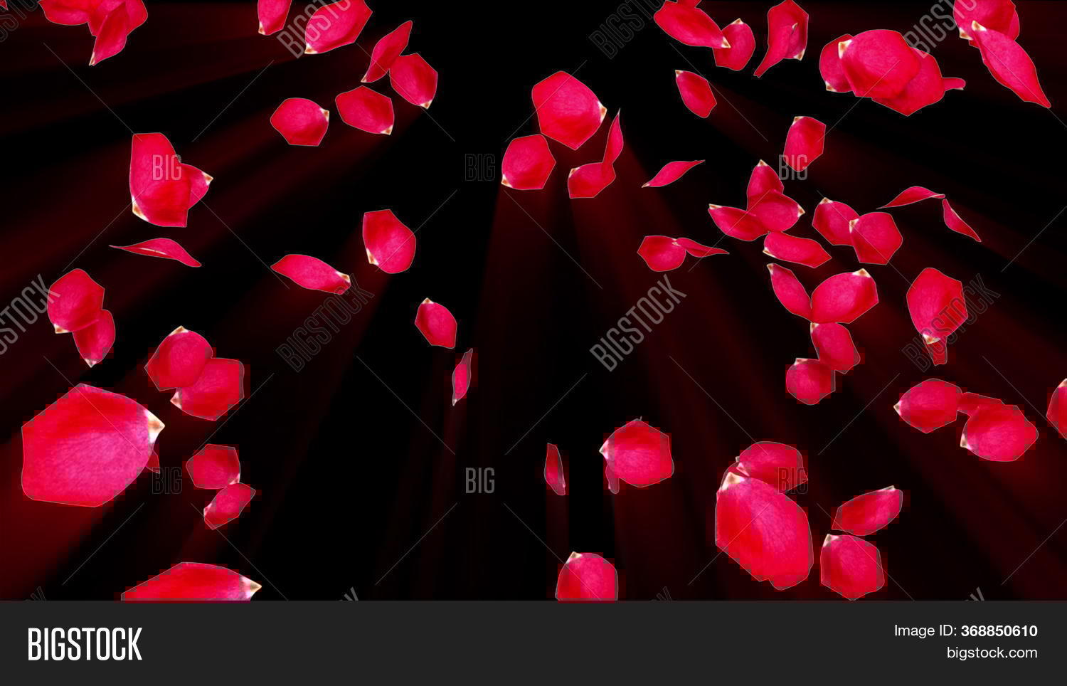 Rose Petals Falling Image & Photo (Free Trial) | Bigstock