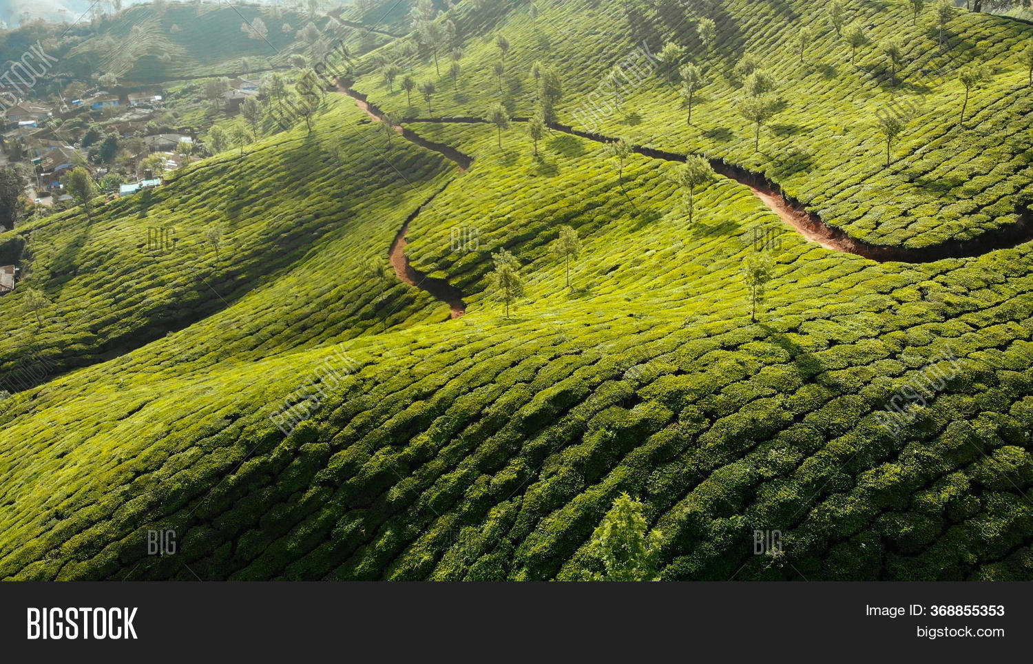 Aerial View Drone Tea Image & Photo (Free Trial) | Bigstock