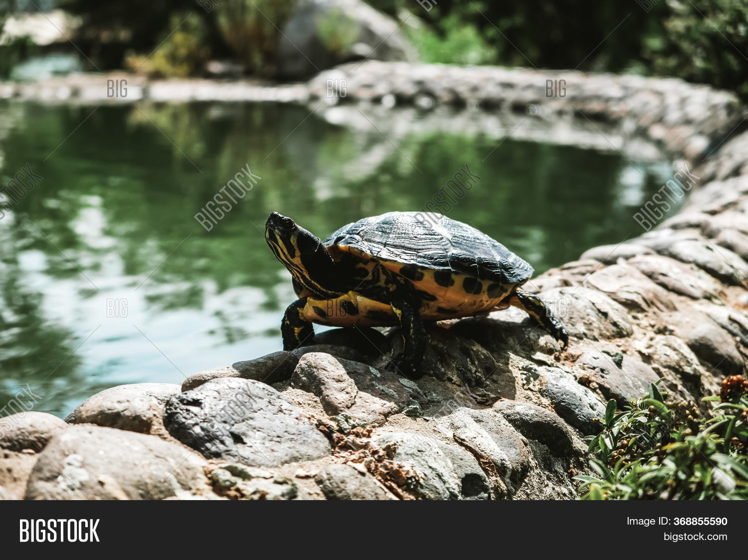 Close Zoomed View Image & Photo (Free Trial) | Bigstock