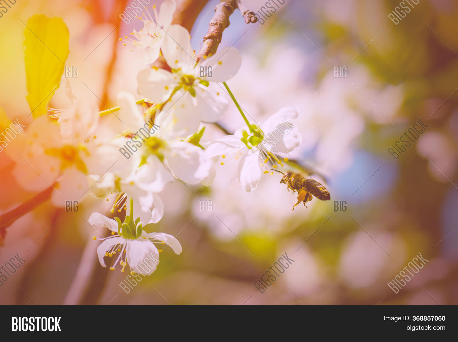 Bee On Spring Flower Image & Photo (Free Trial) | Bigstock