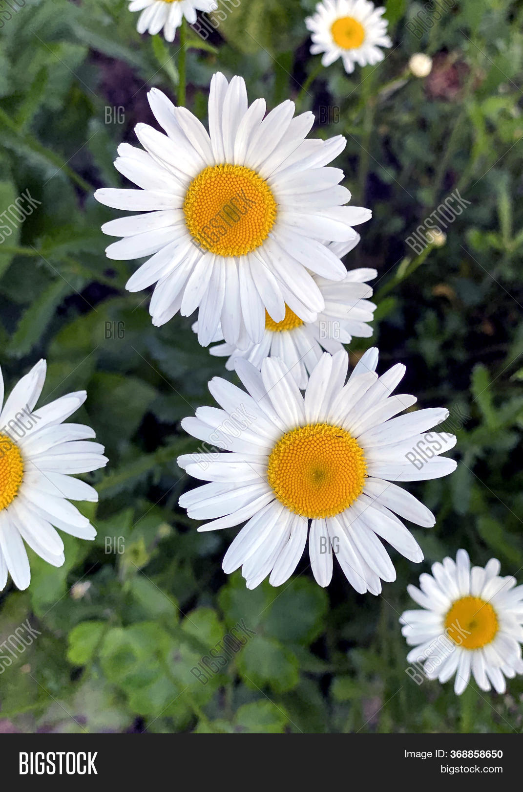 Wild Chamomile Flowers Image & Photo (Free Trial) | Bigstock