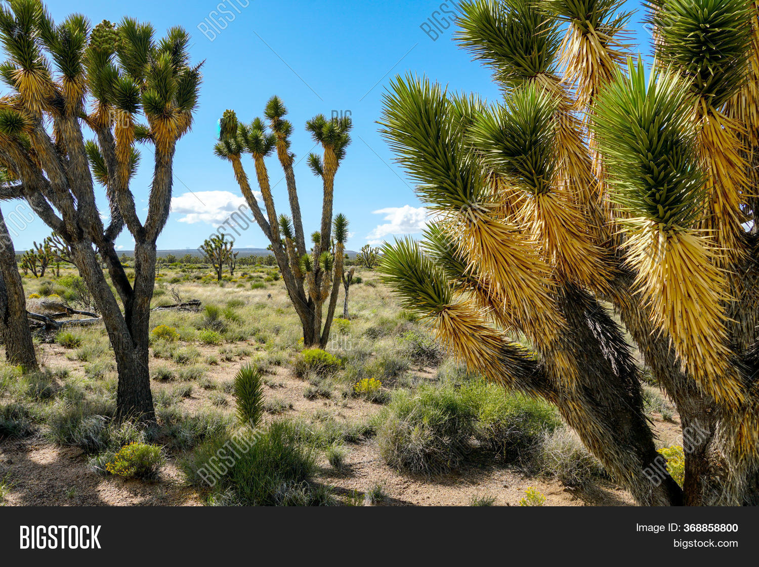 Yucca Brevifolia, Image & Photo (Free Trial) | Bigstock