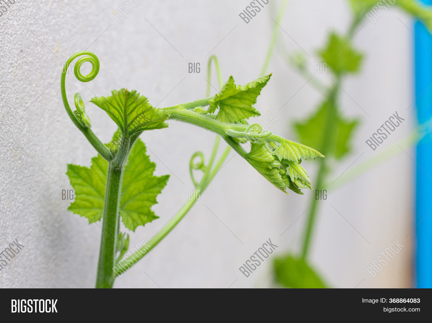Green Shoots Pumpkin Image & Photo (Free Trial) | Bigstock