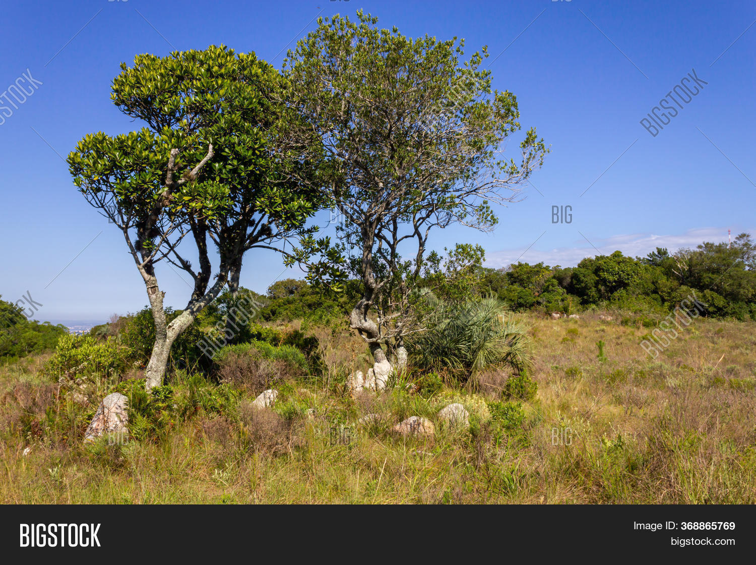 Trees Vegetation Morro Image & Photo (Free Trial) | Bigstock
