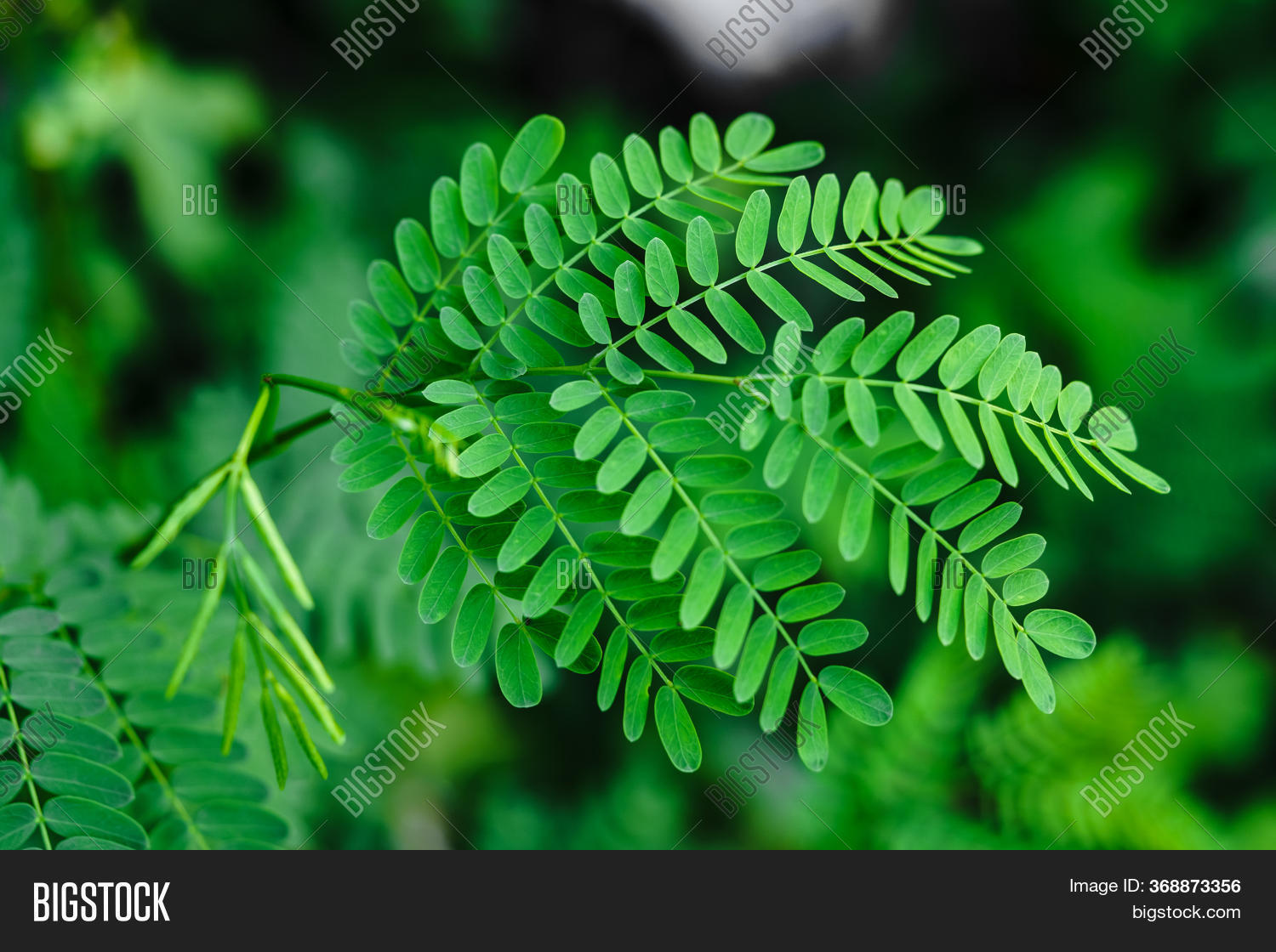 Close- Green Acacia Image & Photo (Free Trial) | Bigstock