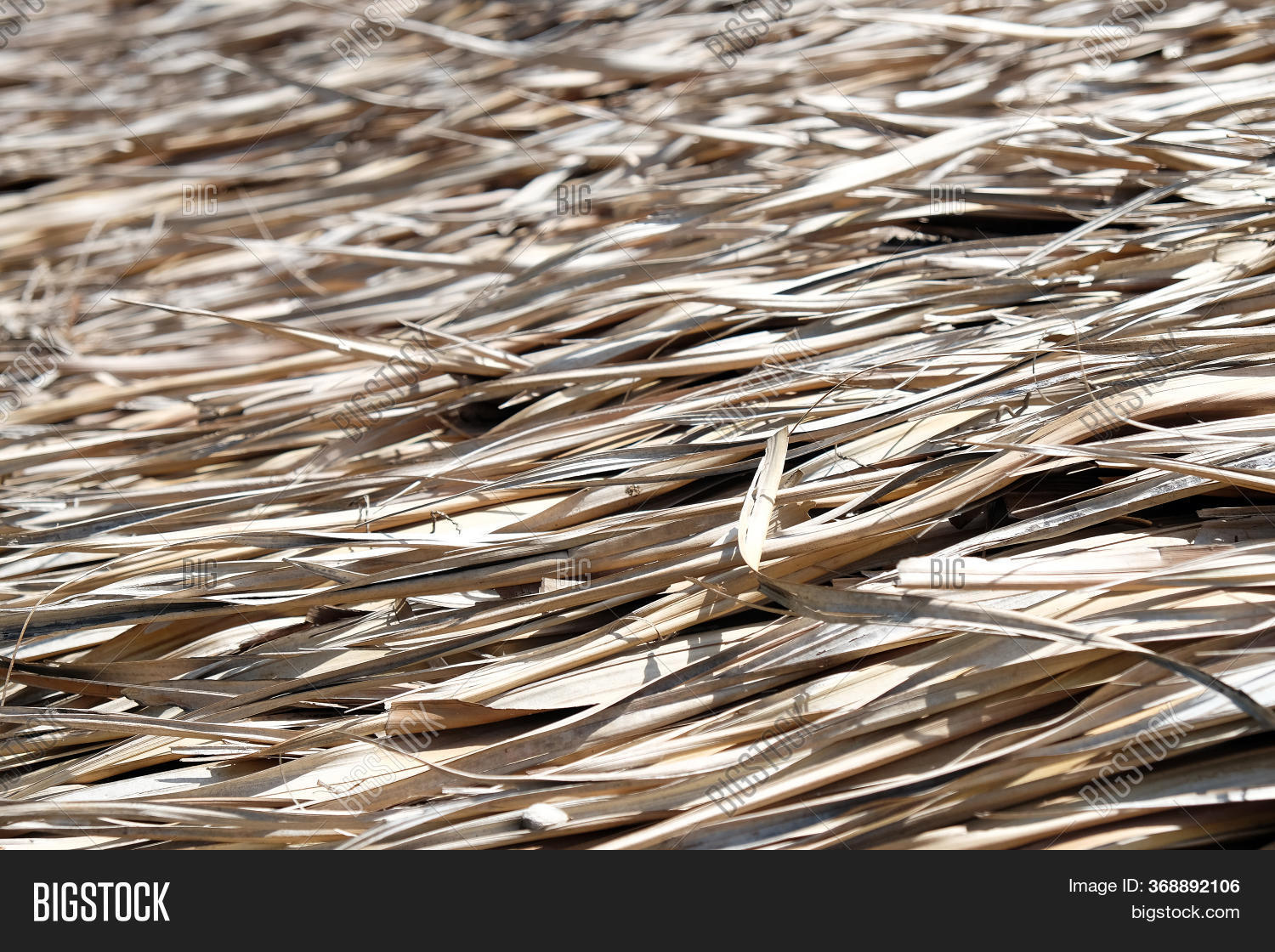 Detail Image Thatch Image & Photo (Free Trial) | Bigstock