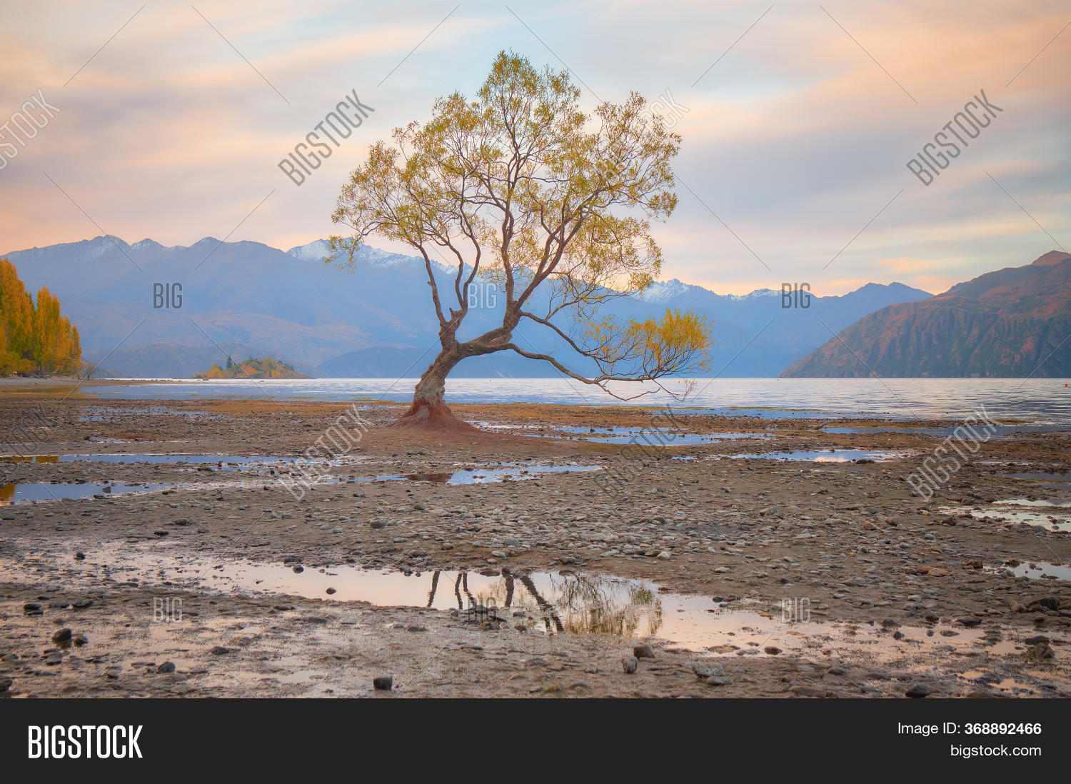 Landscape Wanaka Tree Image & Photo (Free Trial) | Bigstock