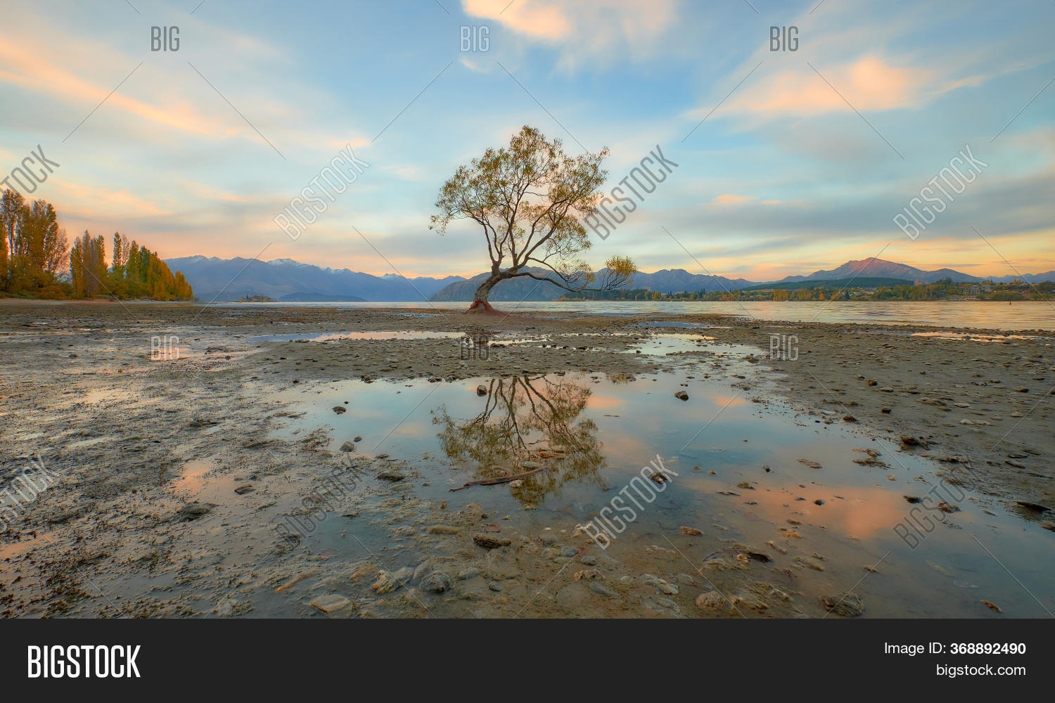 Landscape Wanaka Tree Image & Photo (Free Trial) | Bigstock