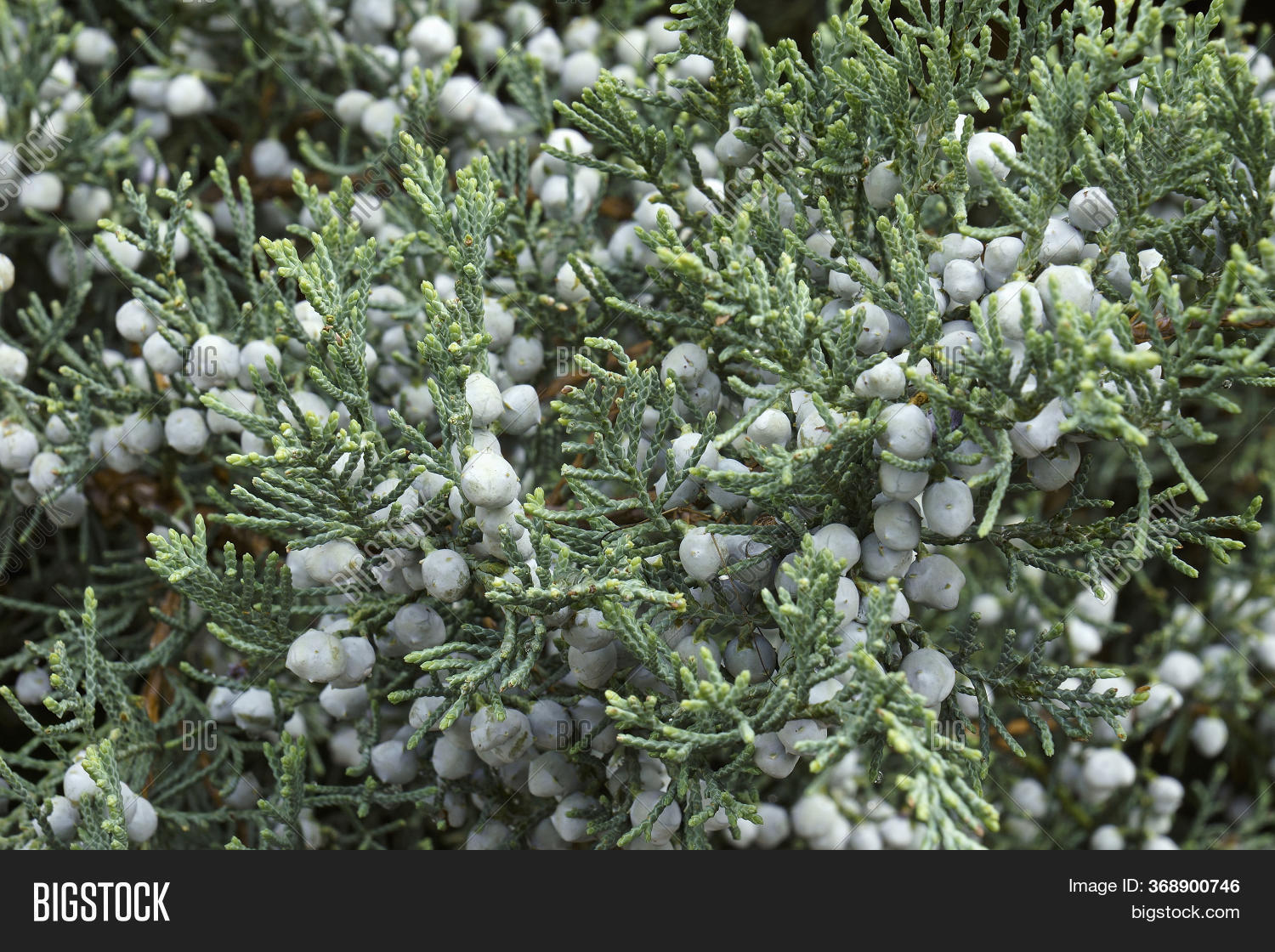 Grey Owl Juniper ( Image & Photo (Free Trial) | Bigstock