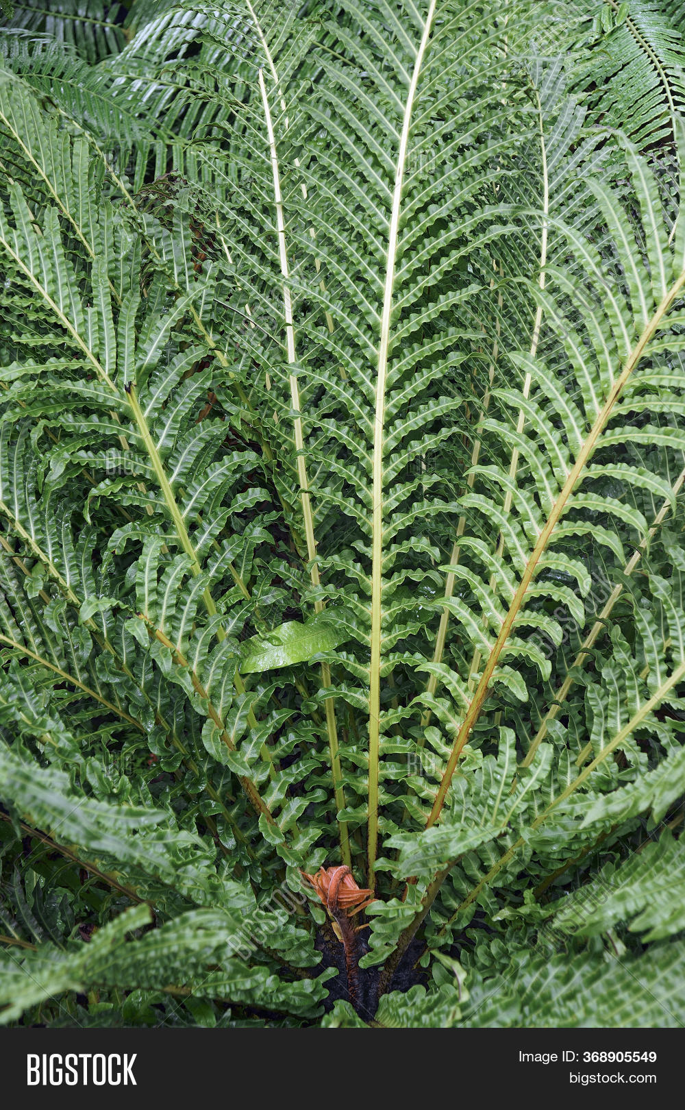 Red Brazilian Tree Image & Photo (Free Trial) | Bigstock